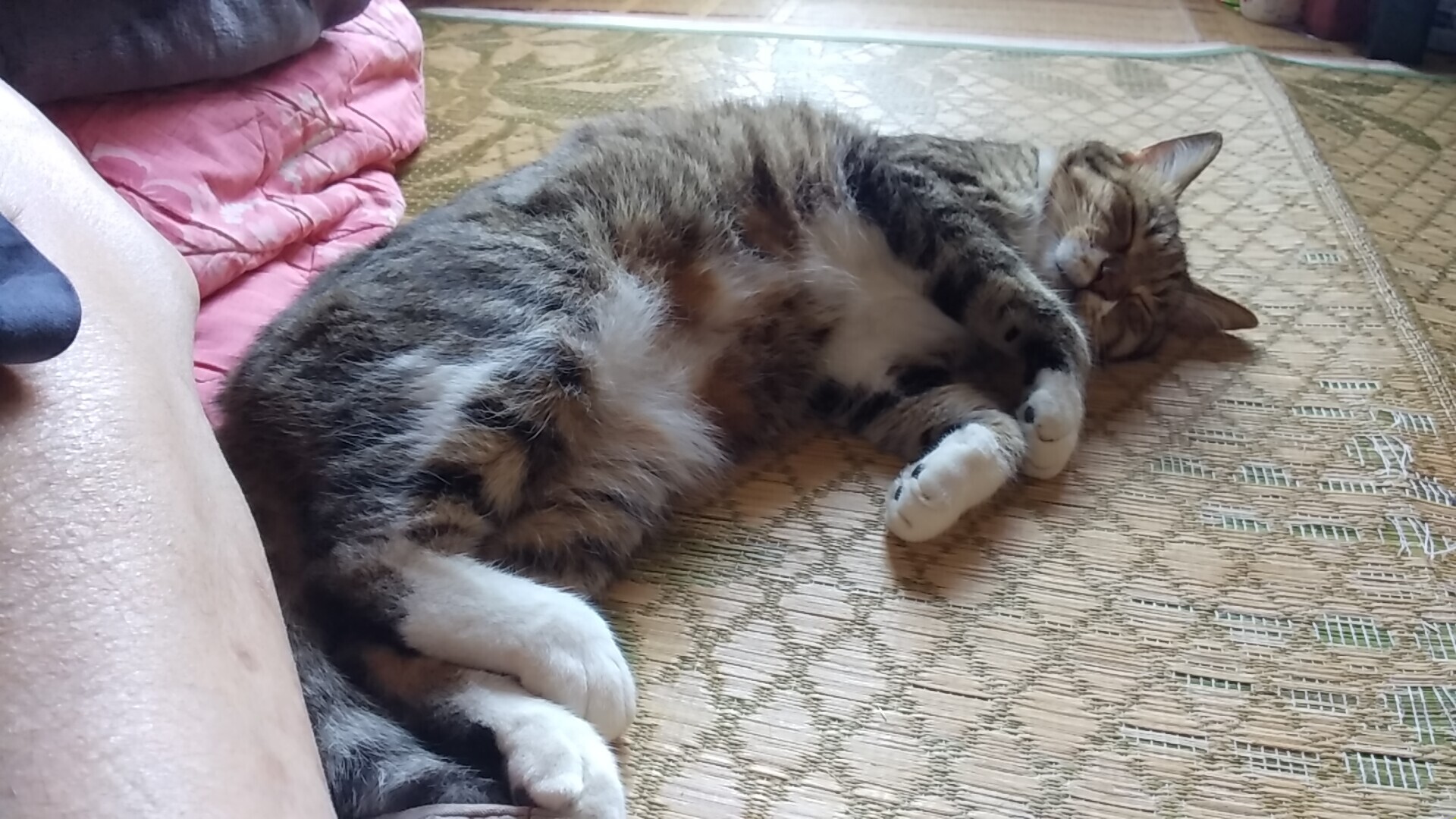 🐾🐱 / ドラゴン7さんのモーメント | YAMAP / ヤマップ