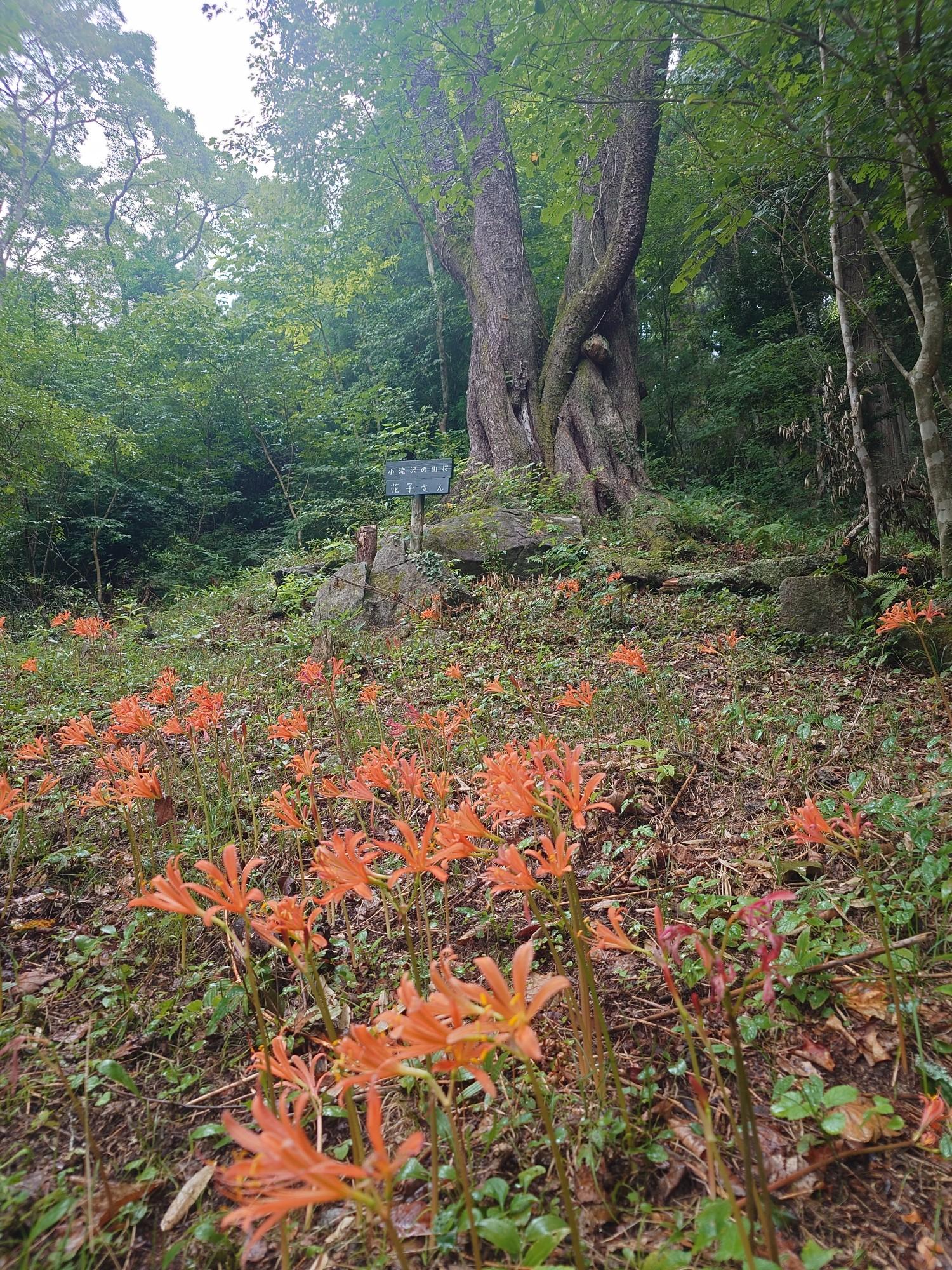 土岳 / アトラスGさんの土岳・花貫渓谷・竪破山の活動データ | YAMAP / ヤマップ