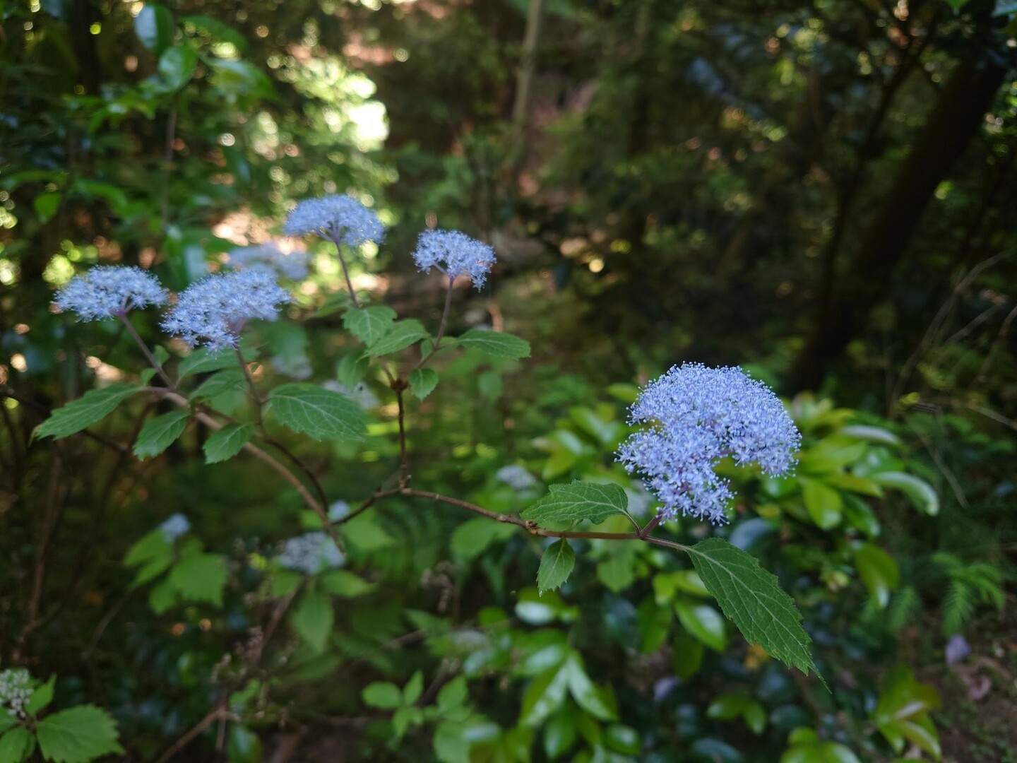猿投山 / talviさんの猿投山・物見山の活動データ | YAMAP / ヤマップ