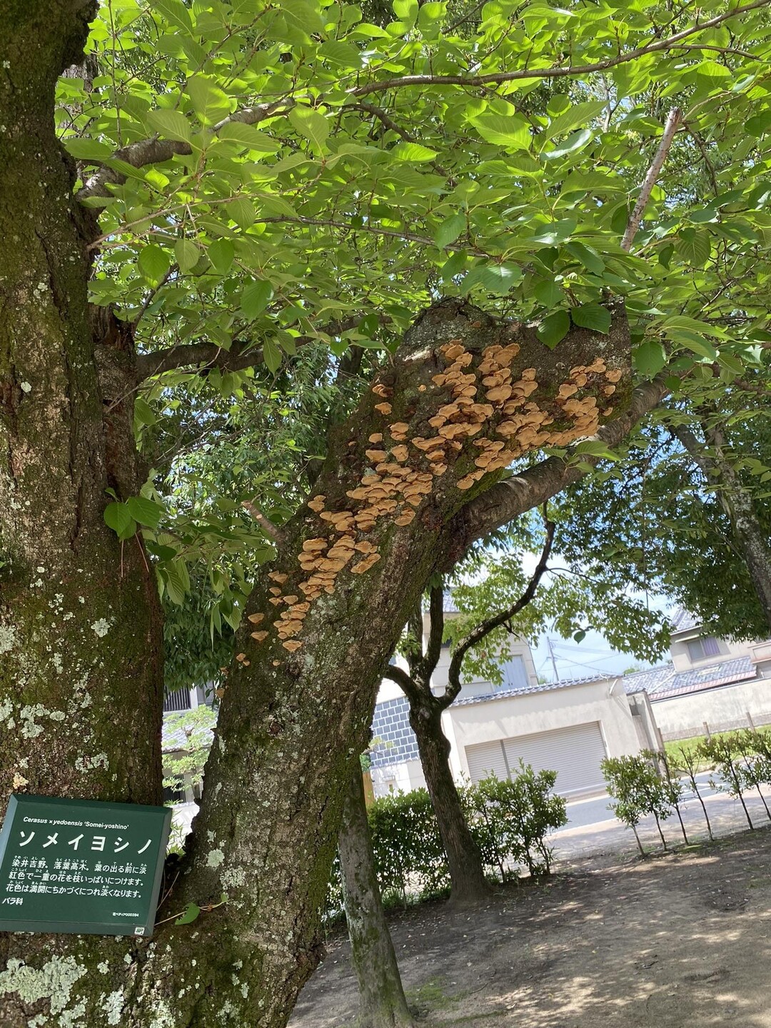 ウォーキング-2023-07-07 / YHやっさんさんの岡山市 北区の活動データ | YAMAP / ヤマップ