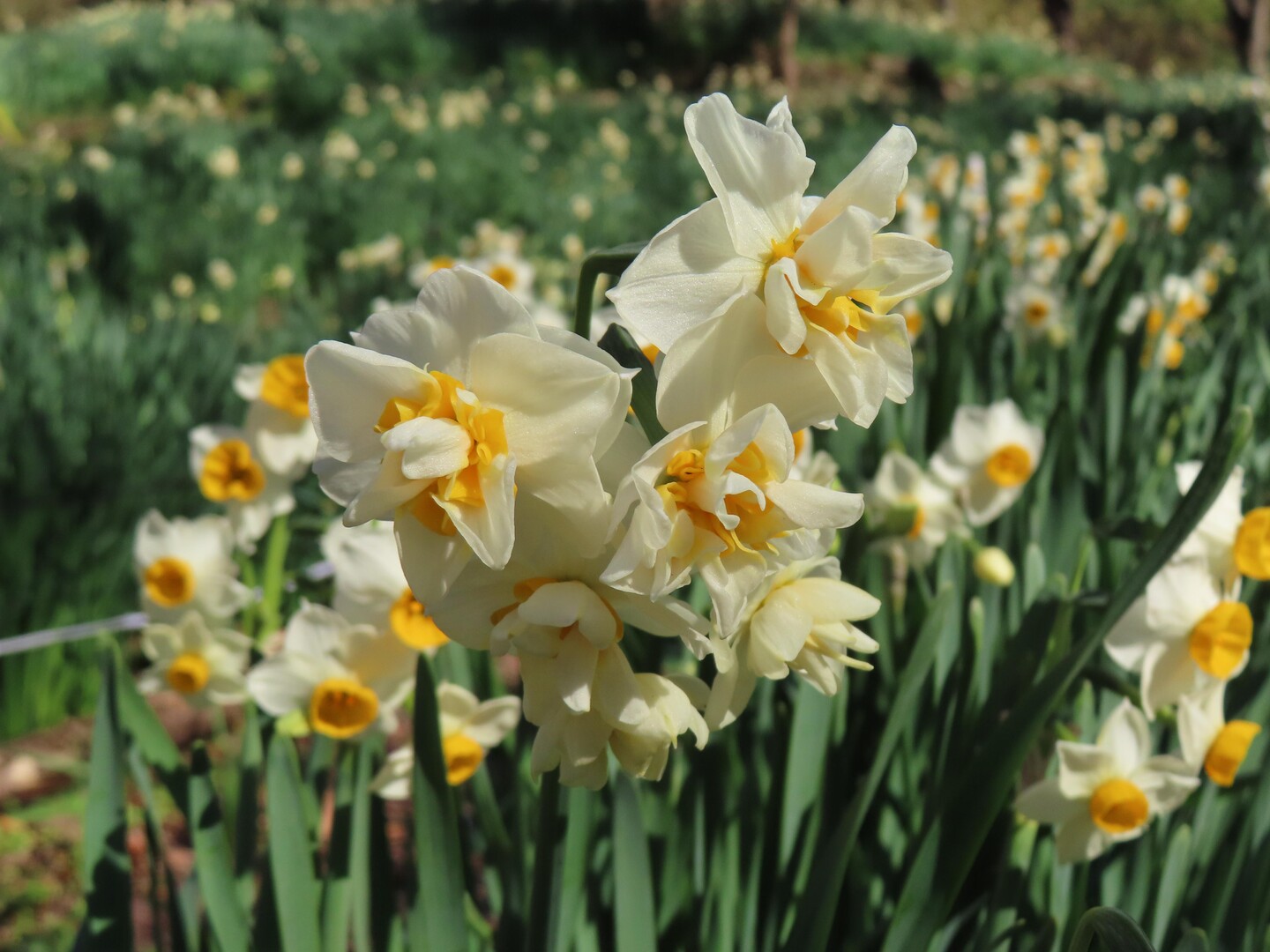 高尾山（かしわら水仙郷だより2024の1） / Howardさんの明神山・玉手山の活動データ | YAMAP / ヤマップ