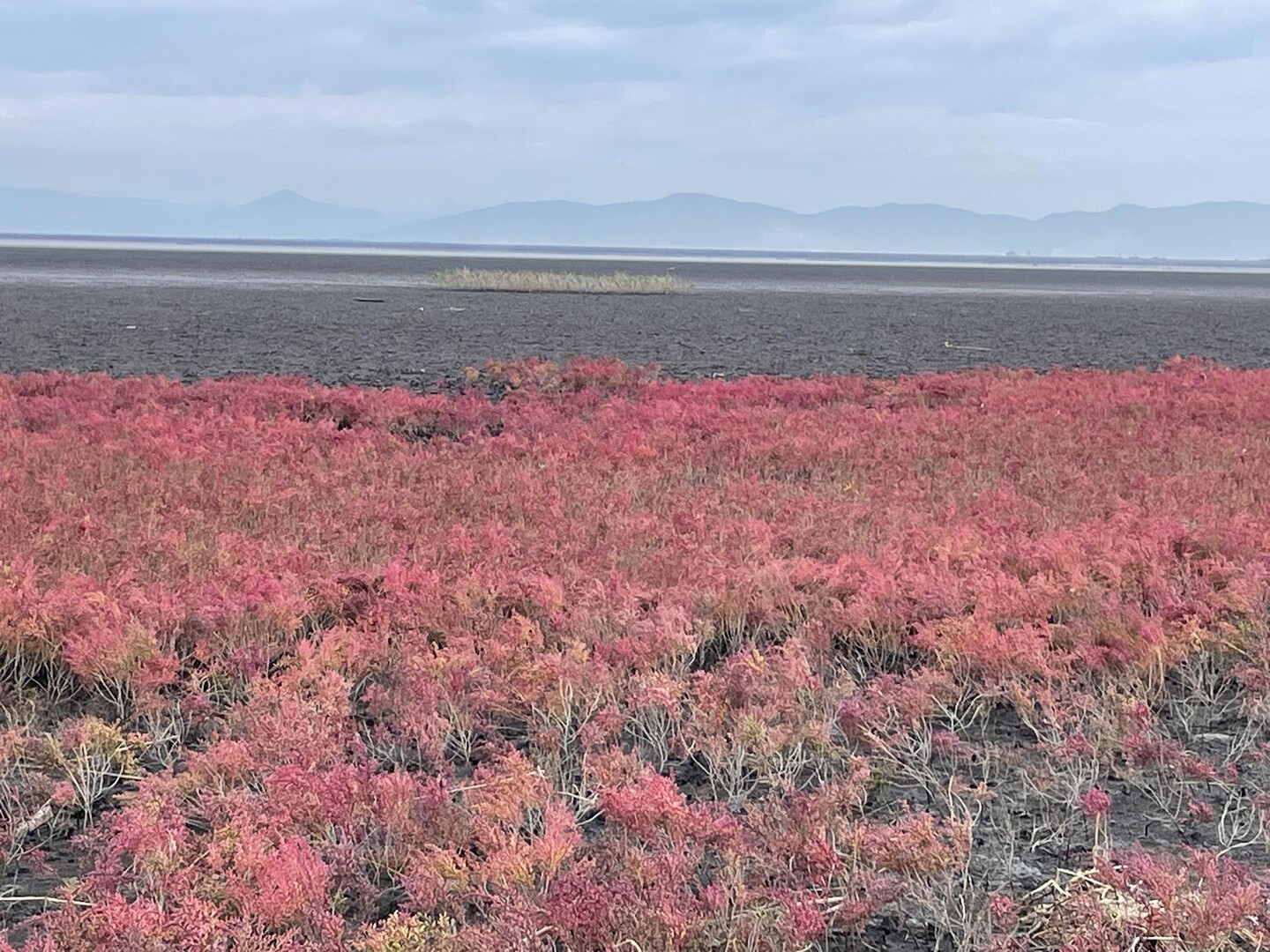 佐賀 金敷城山•巨石巡り🪸紅葉ｼﾁﾒﾝｿｳ / けめさんの金立山・金敷城山の活動データ | YAMAP / ヤマップ