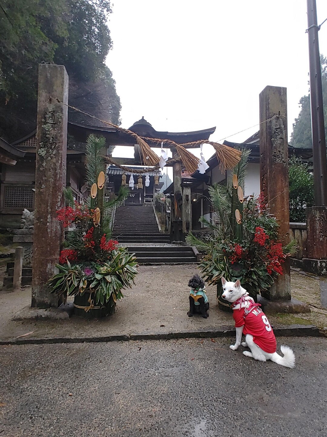 ☔今日のお散歩🐺🐩😊 大晦日にドラ... / GHハコさんのモーメント | YAMAP / ヤマップ