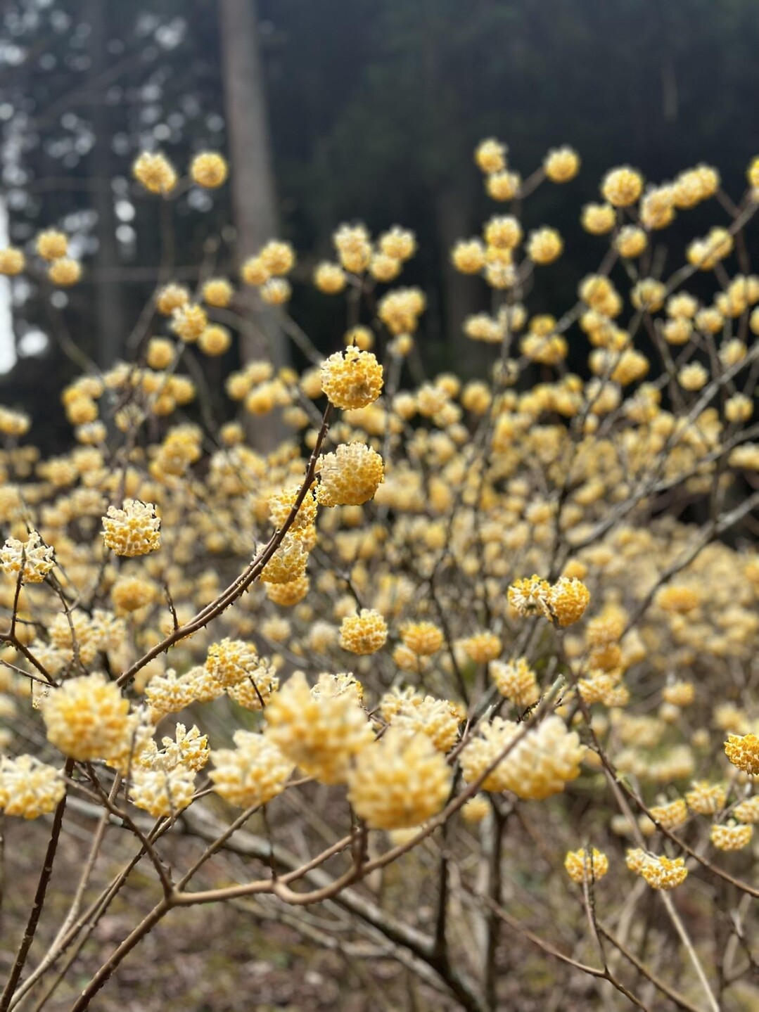 ミツマタ 不動尻 / kei_manさんの大山の活動データ | YAMAP / ヤマップ
