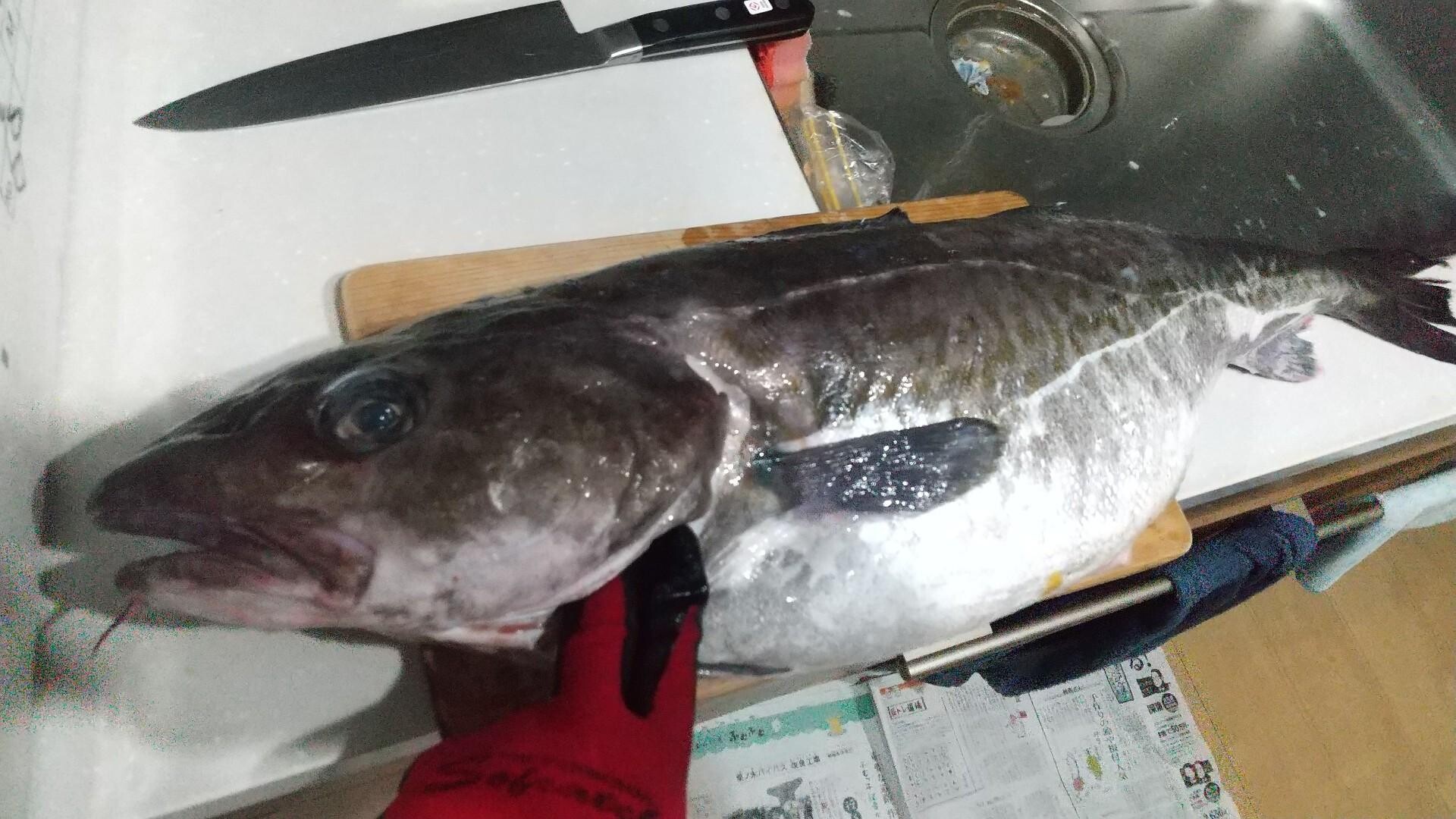 義母から真鱈をもらいました ️ 切り身な... / 天ぷらケンジJyJyさんのモーメント | YAMAP / ヤマップ