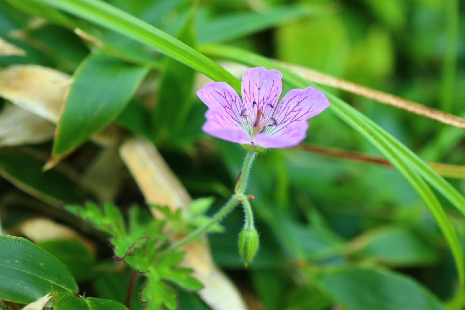 三嶺・カヤハゲ(東熊山) / Miekaさんの三嶺・天狗塚・石立山の活動データ | YAMAP / ヤマップ