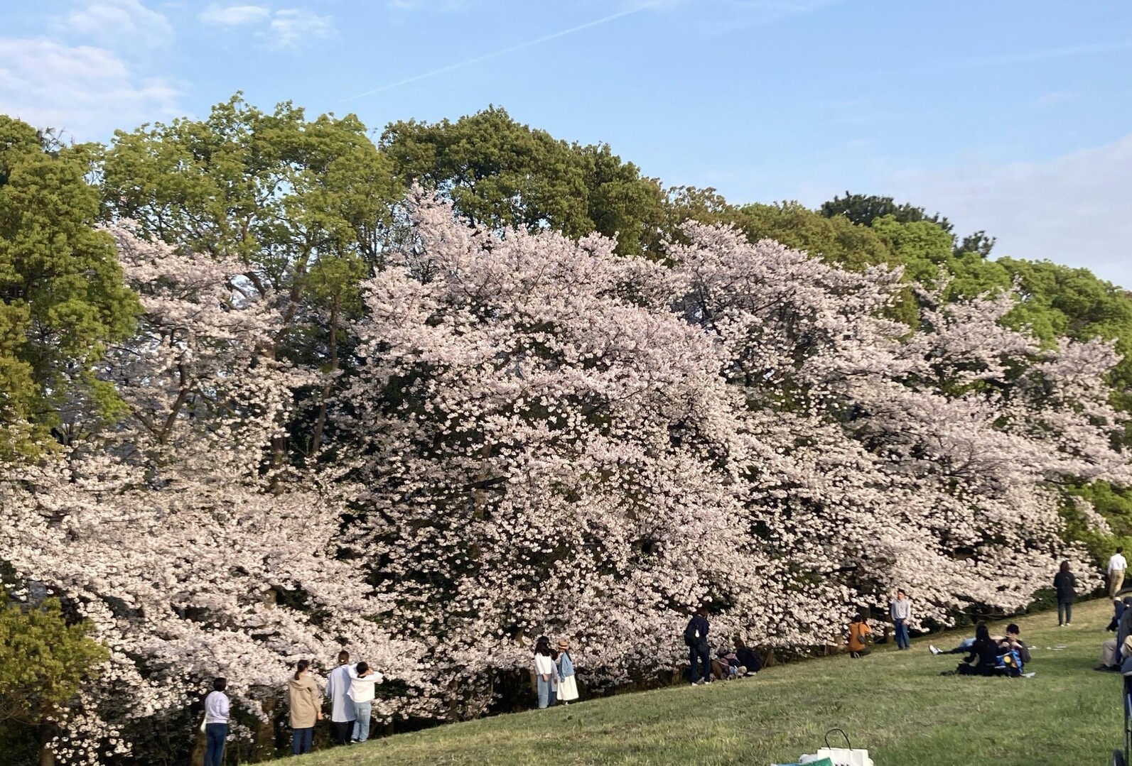 桜🌸に呼ばれ超低山縦走again🌸🌸🌸 / わたつみ蒼さんの堺市の活動データ | YAMAP / ヤマップ