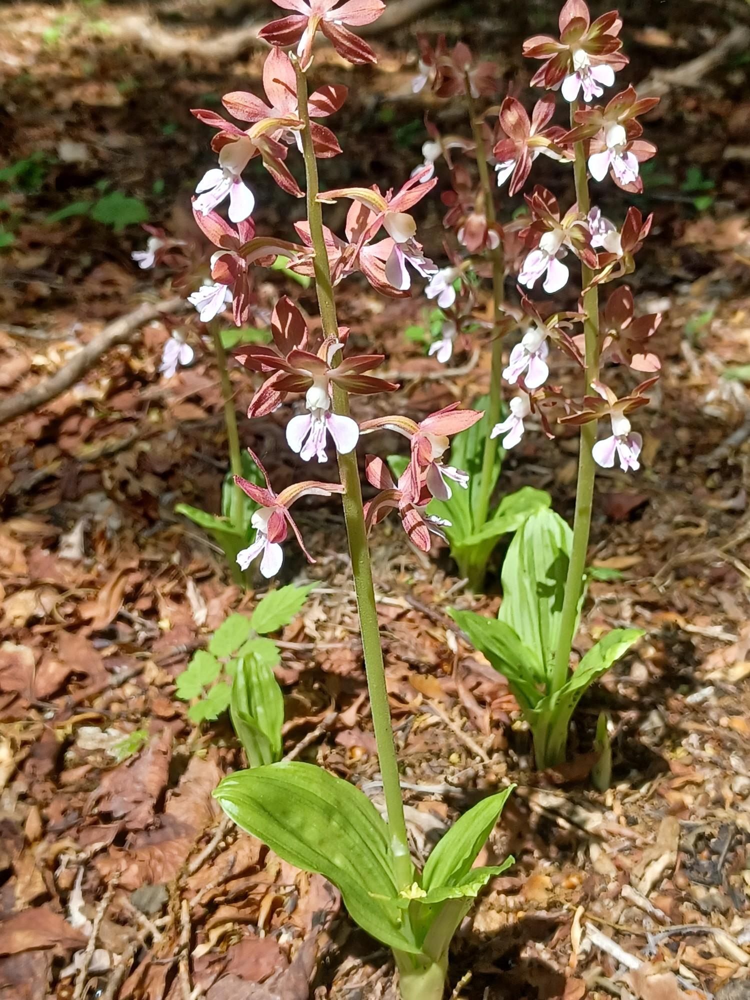 阿波の森でエビネ見学 / Windyさんのモーメント | YAMAP / ヤマップ