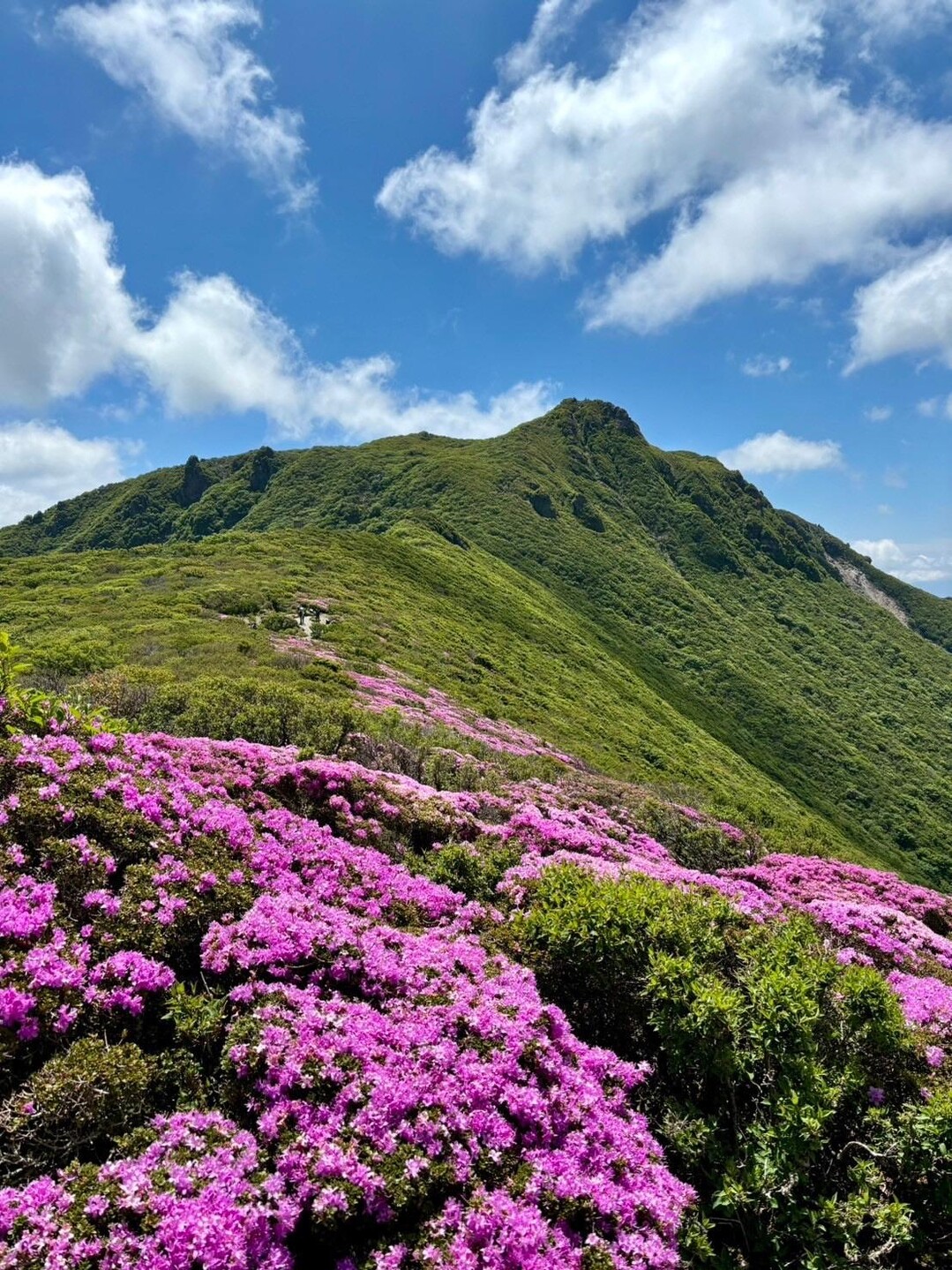 🌸ミヤマキリシマ🌸に会いに〜北大船山⛰️〜 / sho-koしょうこさんの九重山（久住山）・大船山・星生山の活動データ | YAMAP / ヤマップ