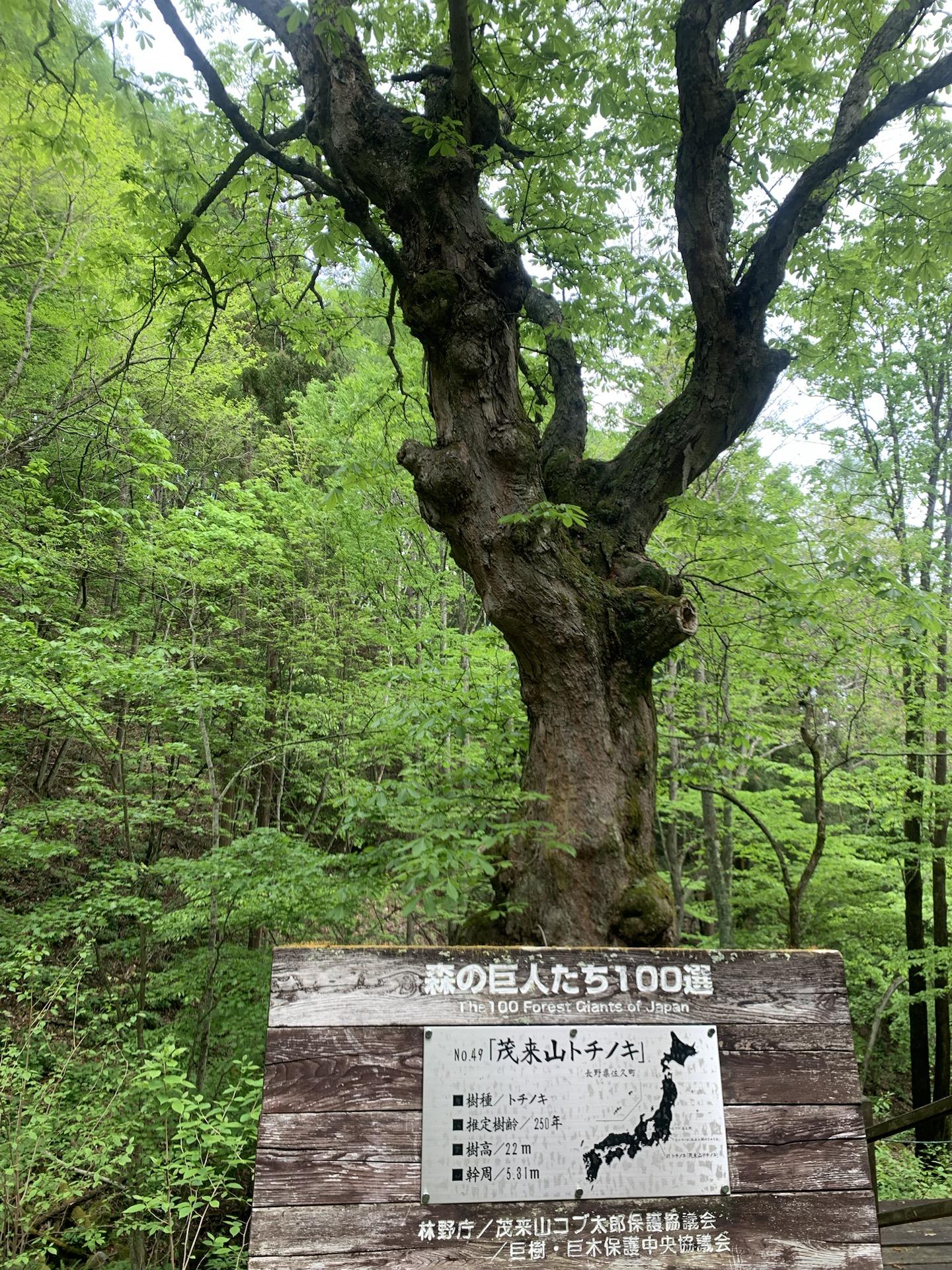 茂来山（もらいさん） / ryuさんの茂来山・四方原山の活動日記 | YAMAP / ヤマップ