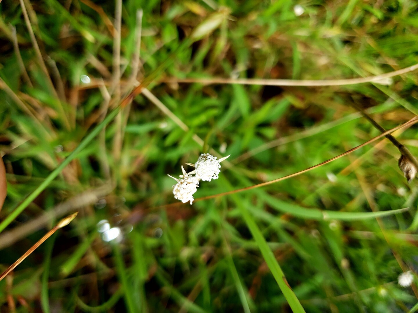 川南湿原R3.7.16 ホシクサ、ウリク... / かいけんさんのモーメント | YAMAP / ヤマップ