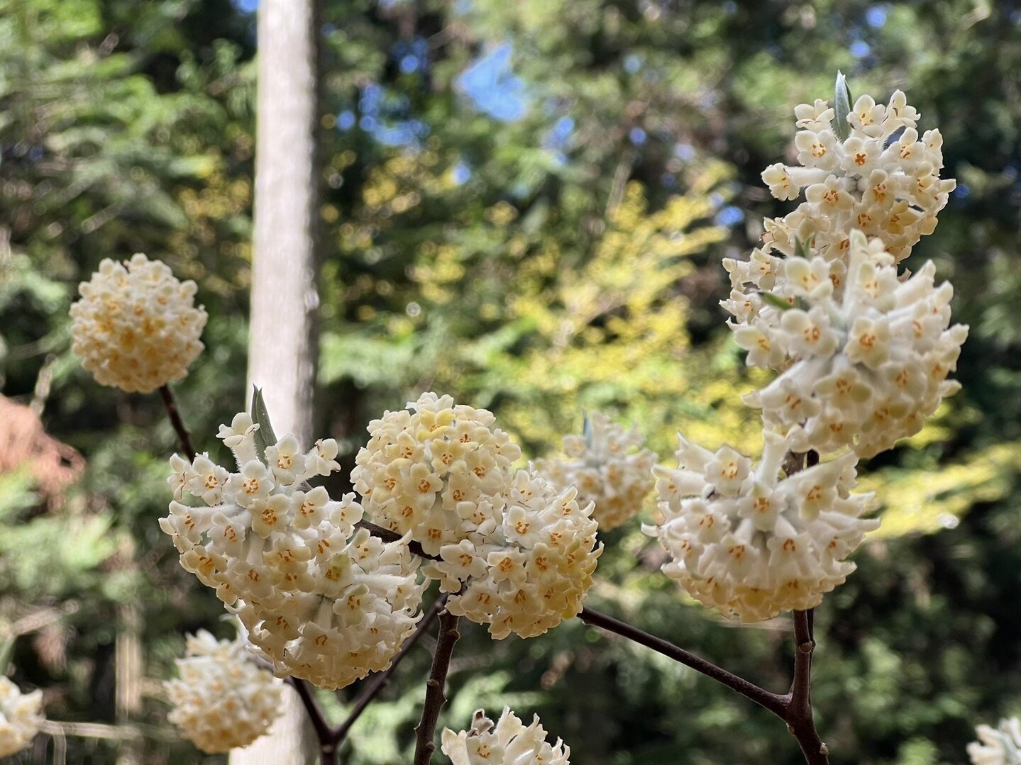 学能堂山 / tomcatさんの三峰山・学能堂山・栗ノ木岳の活動データ | YAMAP / ヤマップ