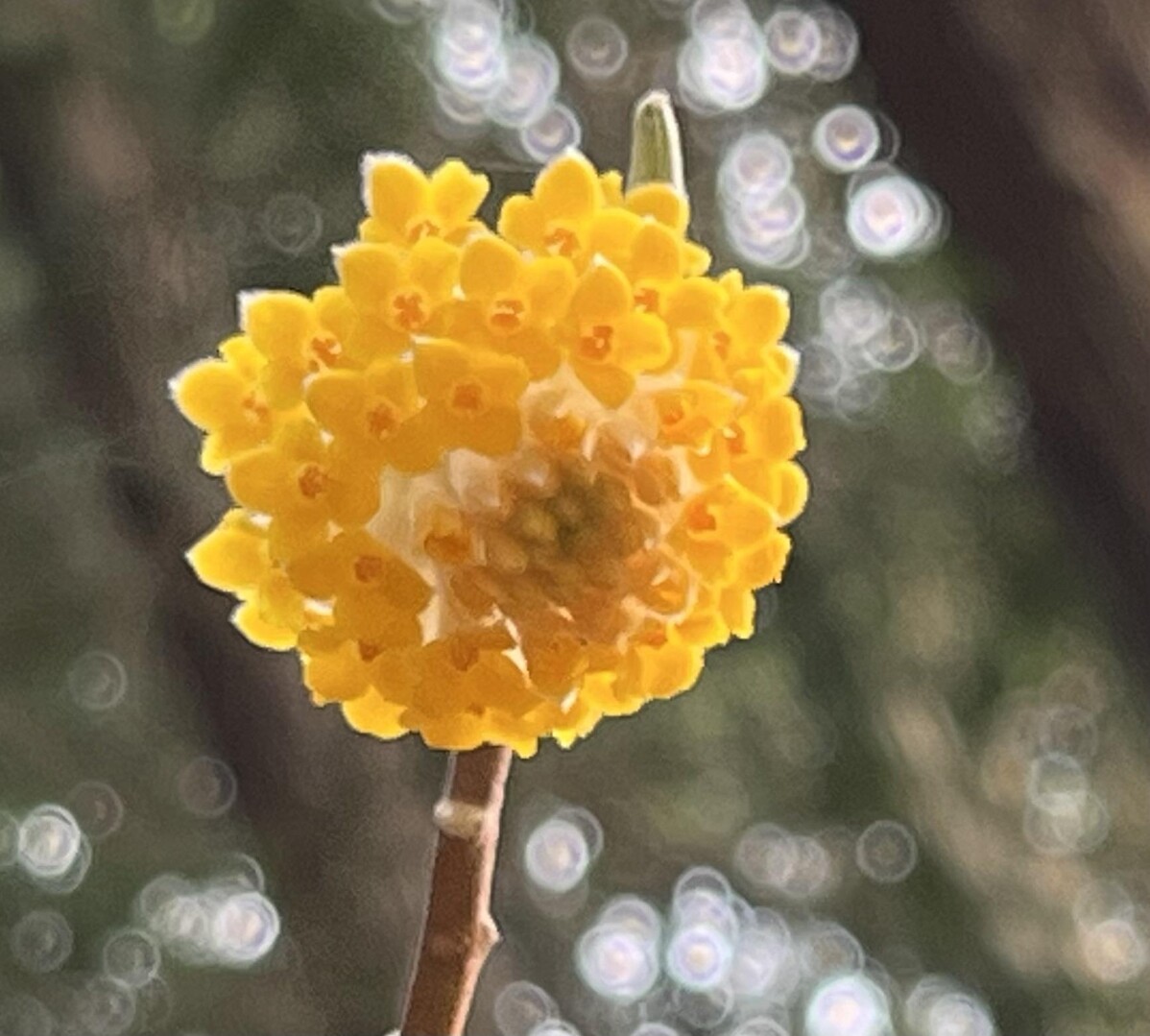 袴ヶ仙のミツマタ / masa599さんの袴ヶ仙の活動データ | YAMAP / ヤマップ