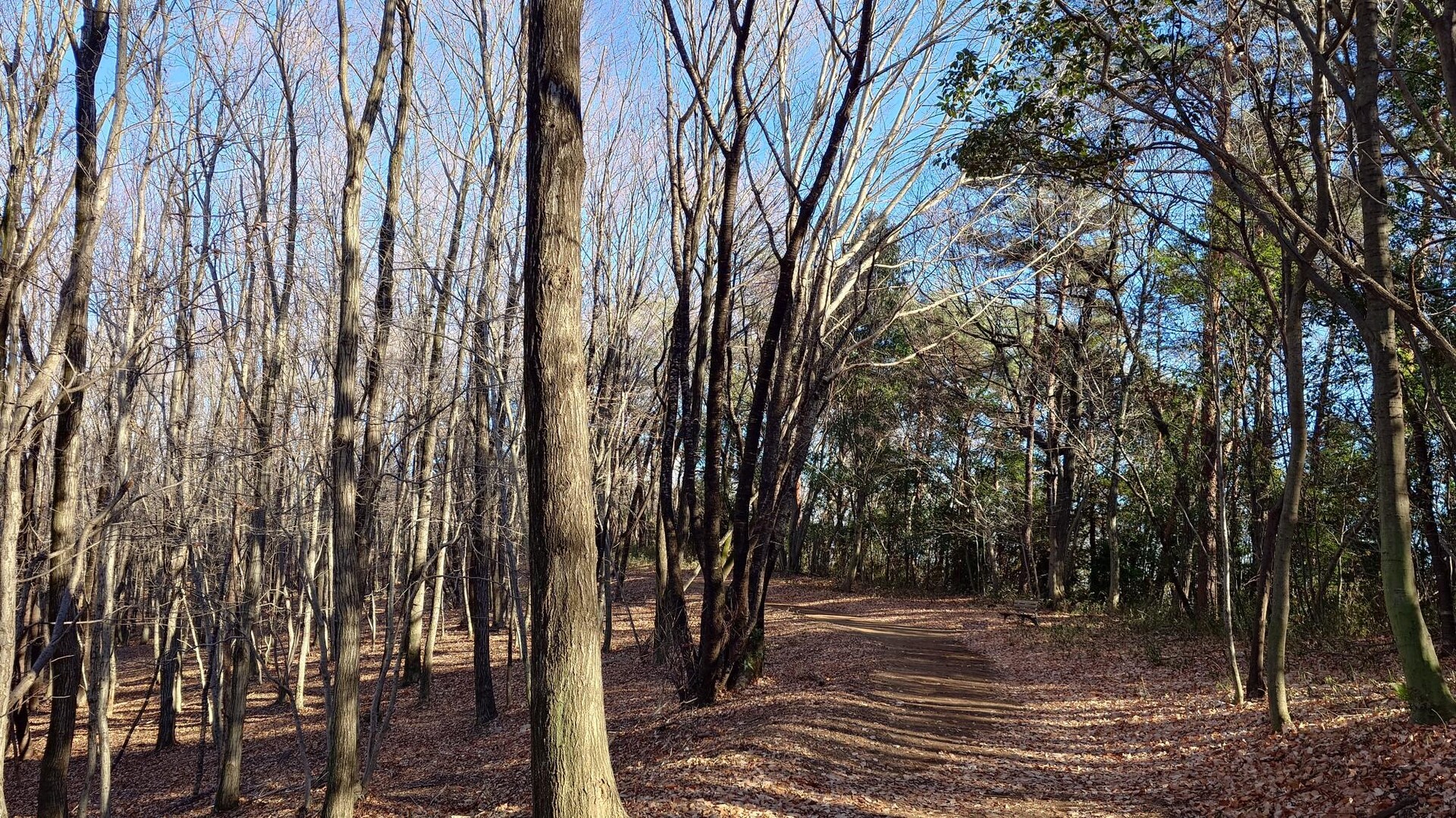 おかわりでセブンピーク。鹿田山などなど / s_nakanoさんの鹿田山の活動データ | YAMAP / ヤマップ