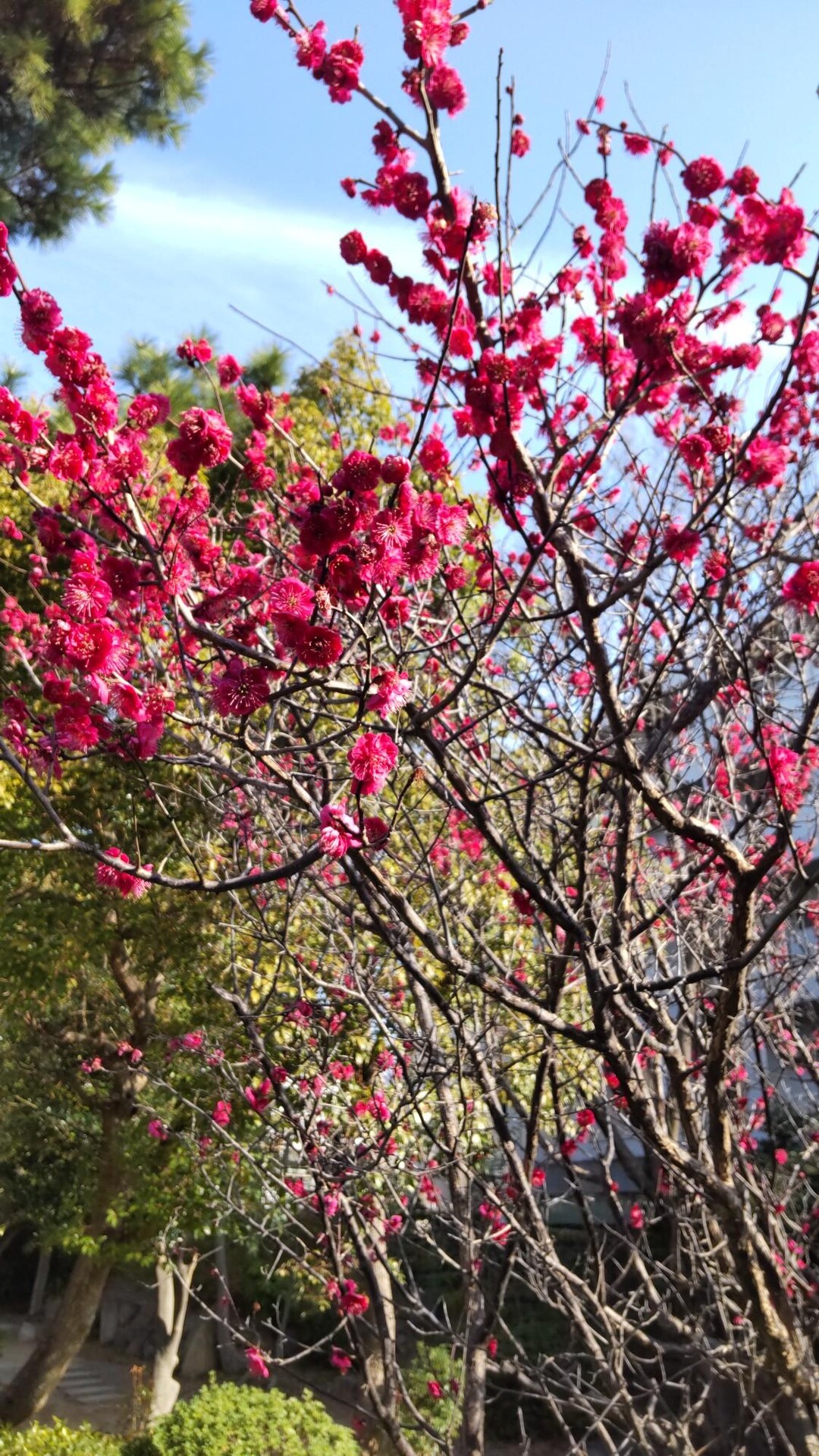 STM番外編 海側② 三宮→西宮北口 17.8km / sleepwellさんのウォーキングの活動データ | YAMAP / ヤマップ