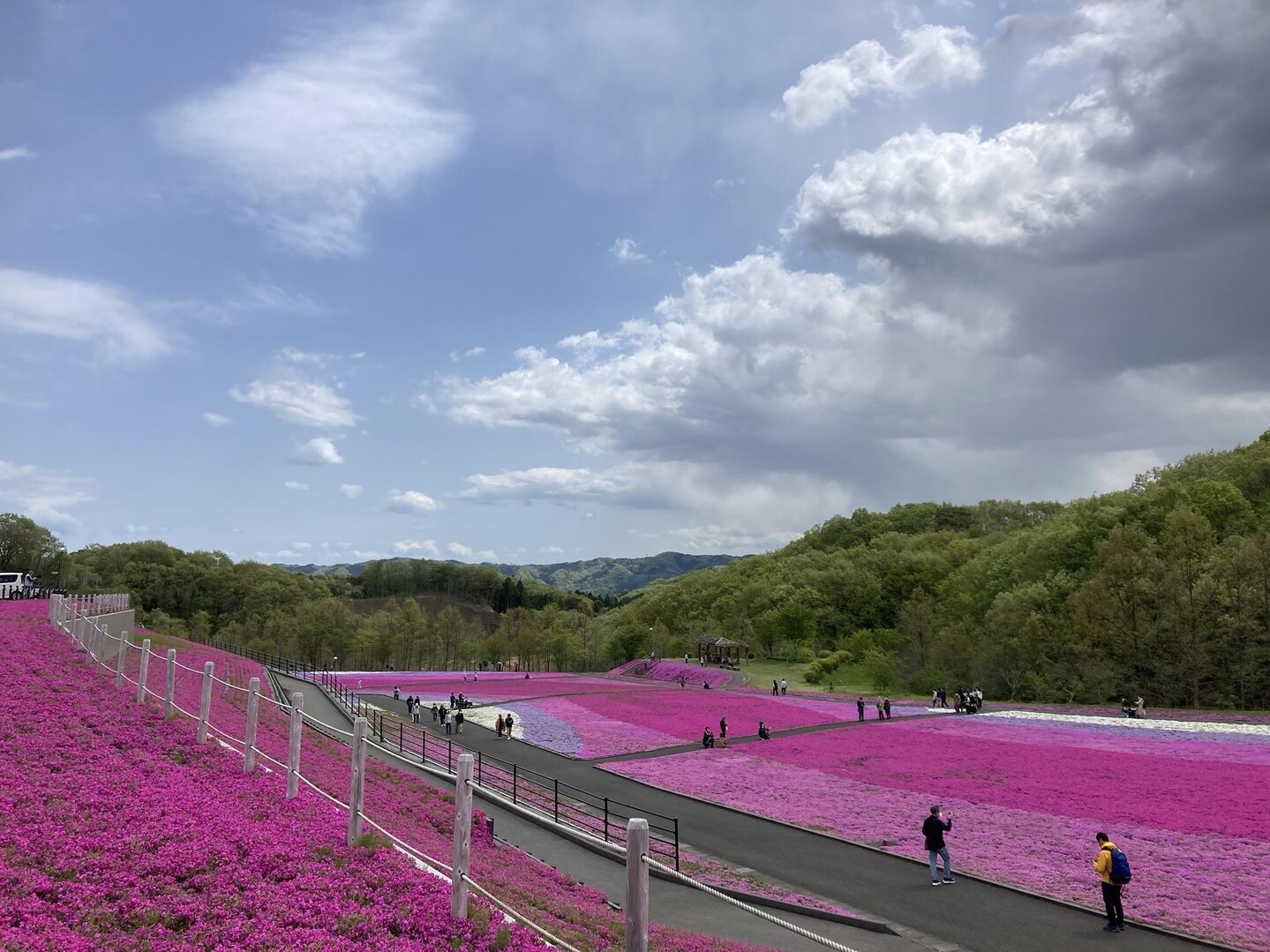 栃木県市貝町の芝桜公園🌸 満開ー😆 / o-daijinさんのモーメント | YAMAP / ヤマップ