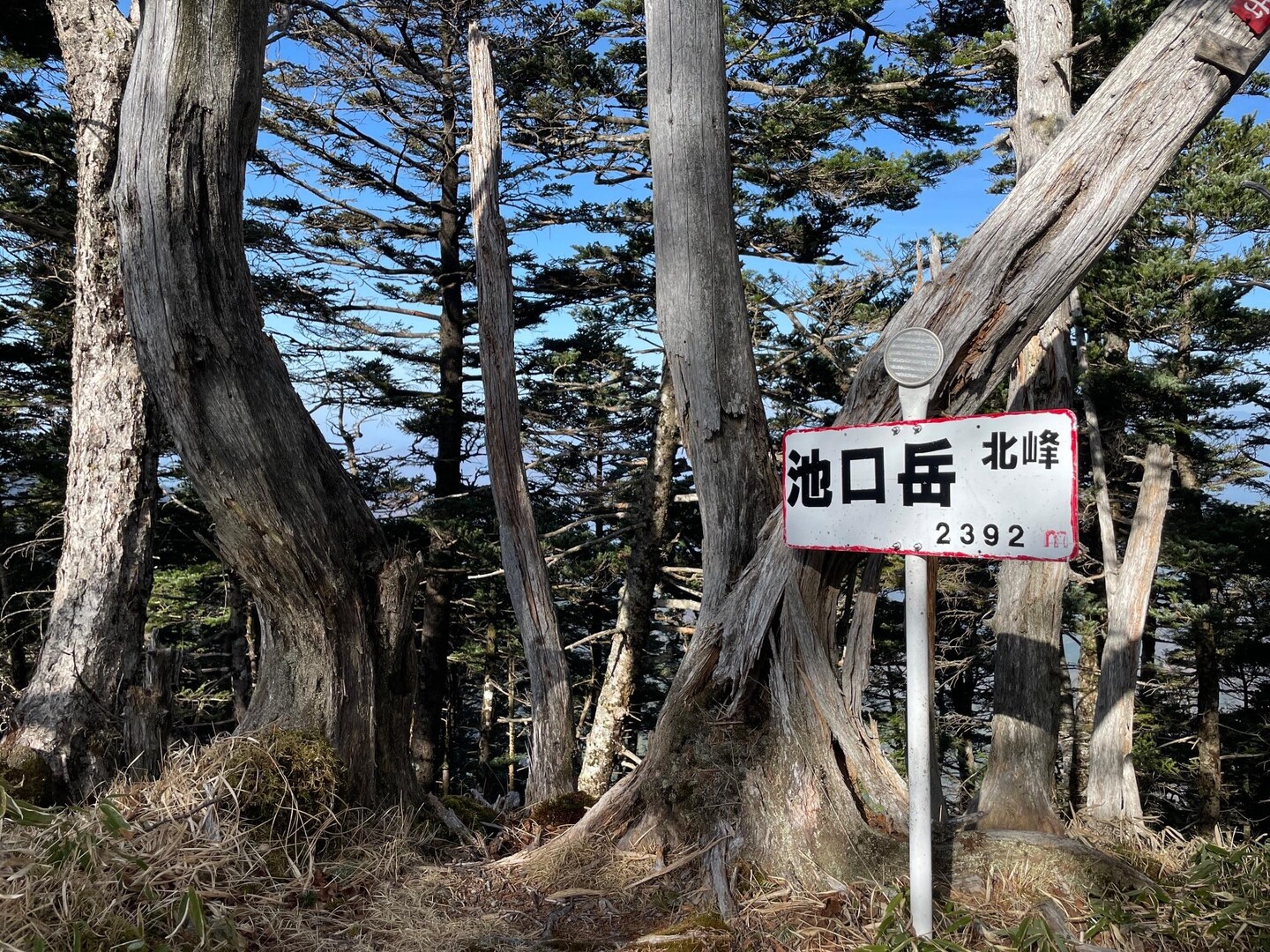 池口岳・池口岳南峰・鶏冠山 / Ito_sanさんの池口岳・加加森山・光岳の活動日記 | YAMAP / ヤマップ