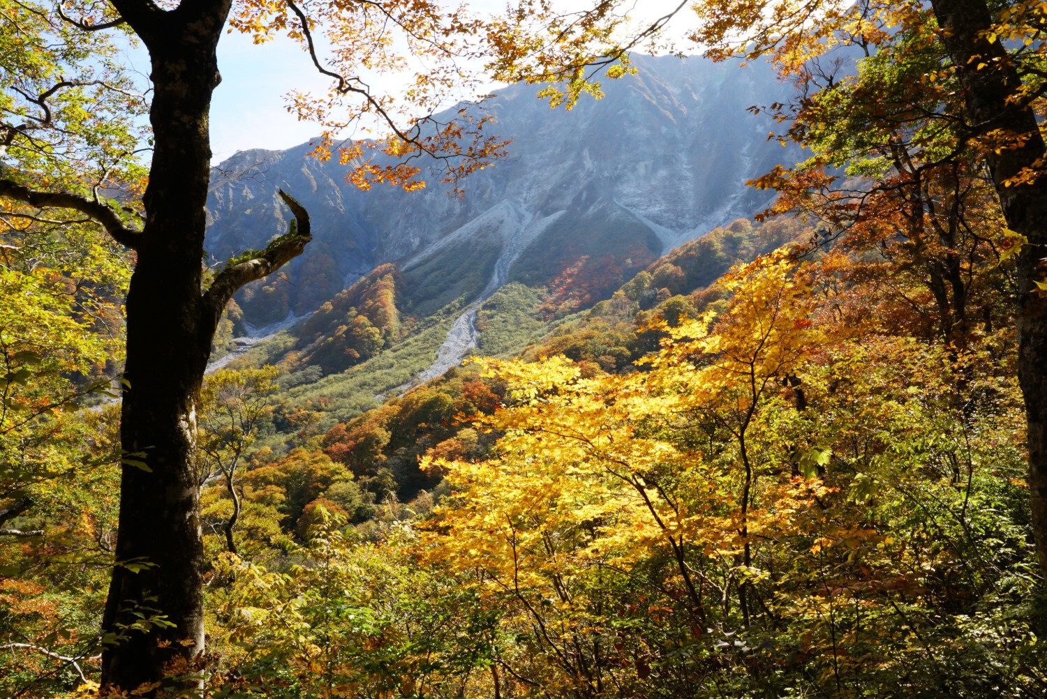 🍁燃ゆる大山☆彡 / しゅうさんの大山・甲ヶ山・野田ヶ山の活動データ | YAMAP / ヤマップ