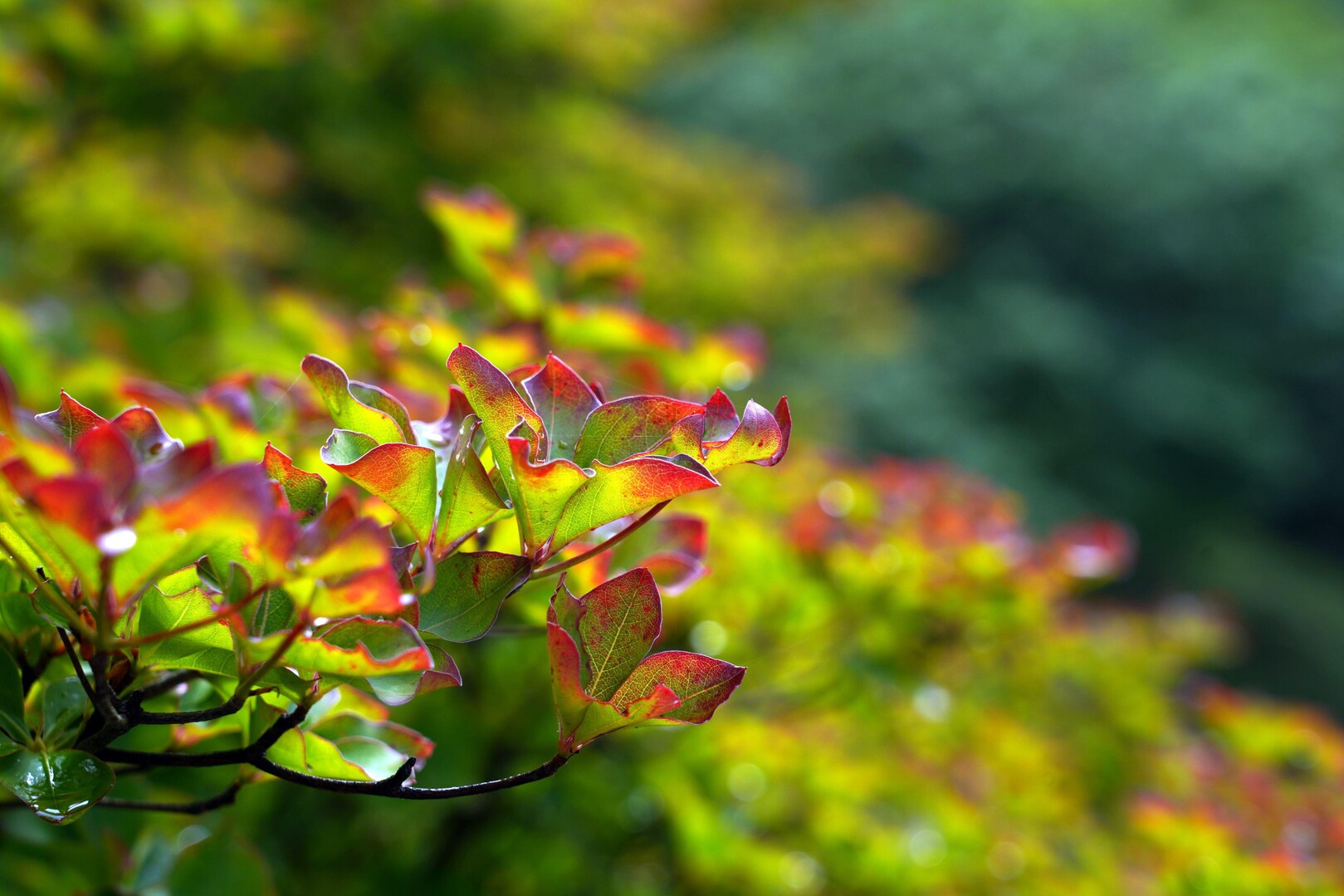 夏本番前の木道整備＠竜ヶ岳 / podoryさんの竜ヶ岳の活動データ | YAMAP / ヤマップ