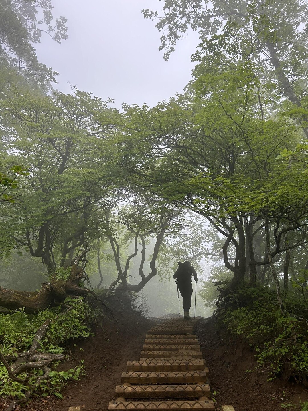 檜洞丸 / ritocotoさんの塔ノ岳・丹沢山・蛭ヶ岳の活動日記 | YAMAP / ヤマップ