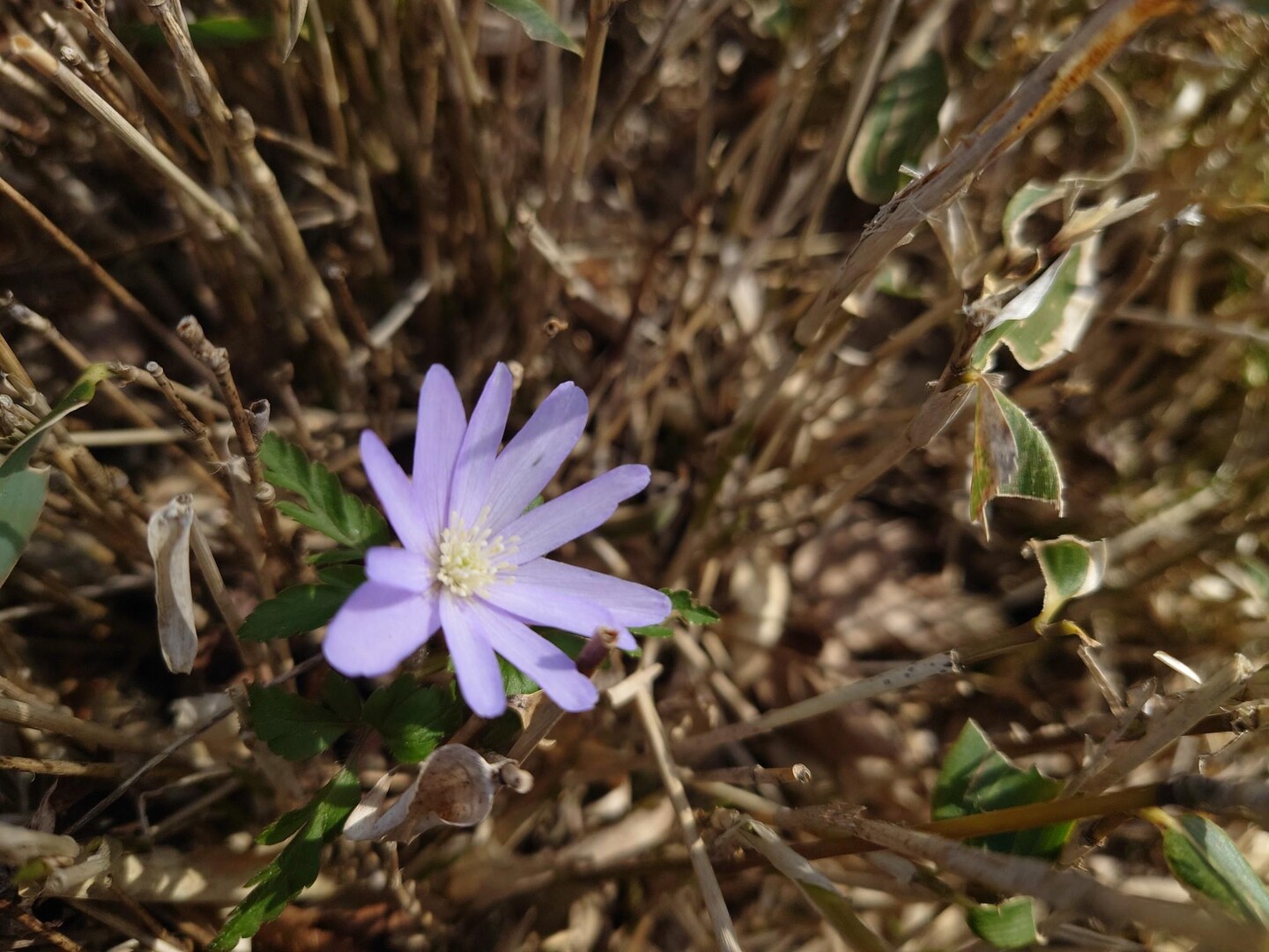 丹沢山 三峰 / Kai.yさんの塔ノ岳・丹沢山・蛭ヶ岳の活動データ | YAMAP / ヤマップ