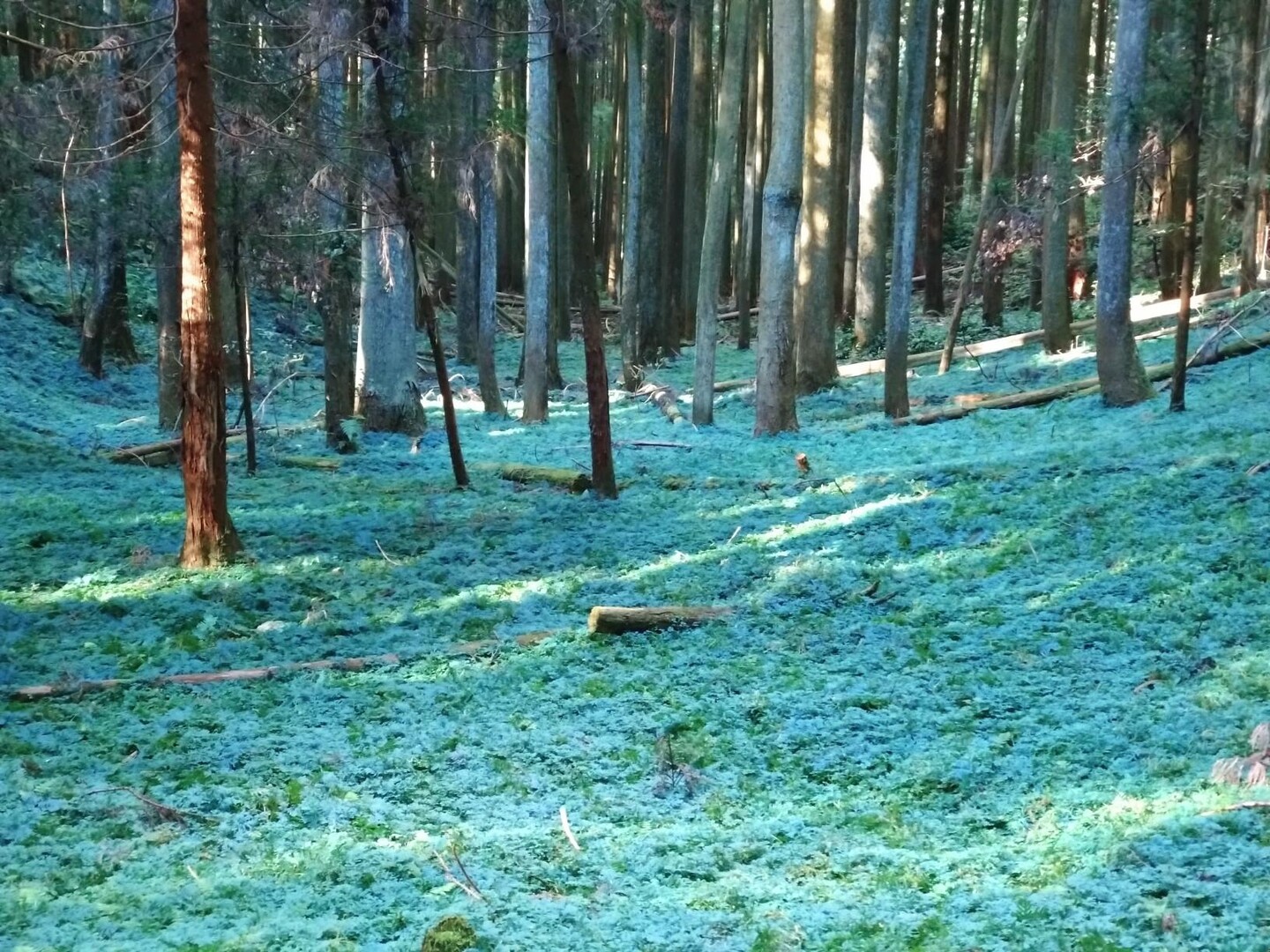 【コンテリクラマゴケ】 コンテリクラマゴ... / NAOKINGさんのモーメント | YAMAP / ヤマップ