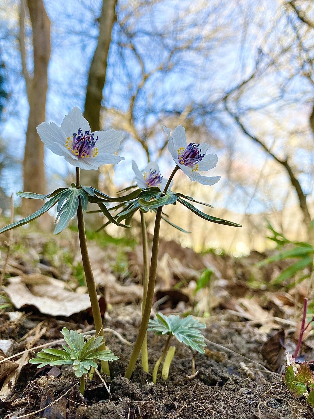三峰山・谷倉山 栃木百名山 / Alsuさんの三峰山の活動日記 | YAMAP / ヤマップ