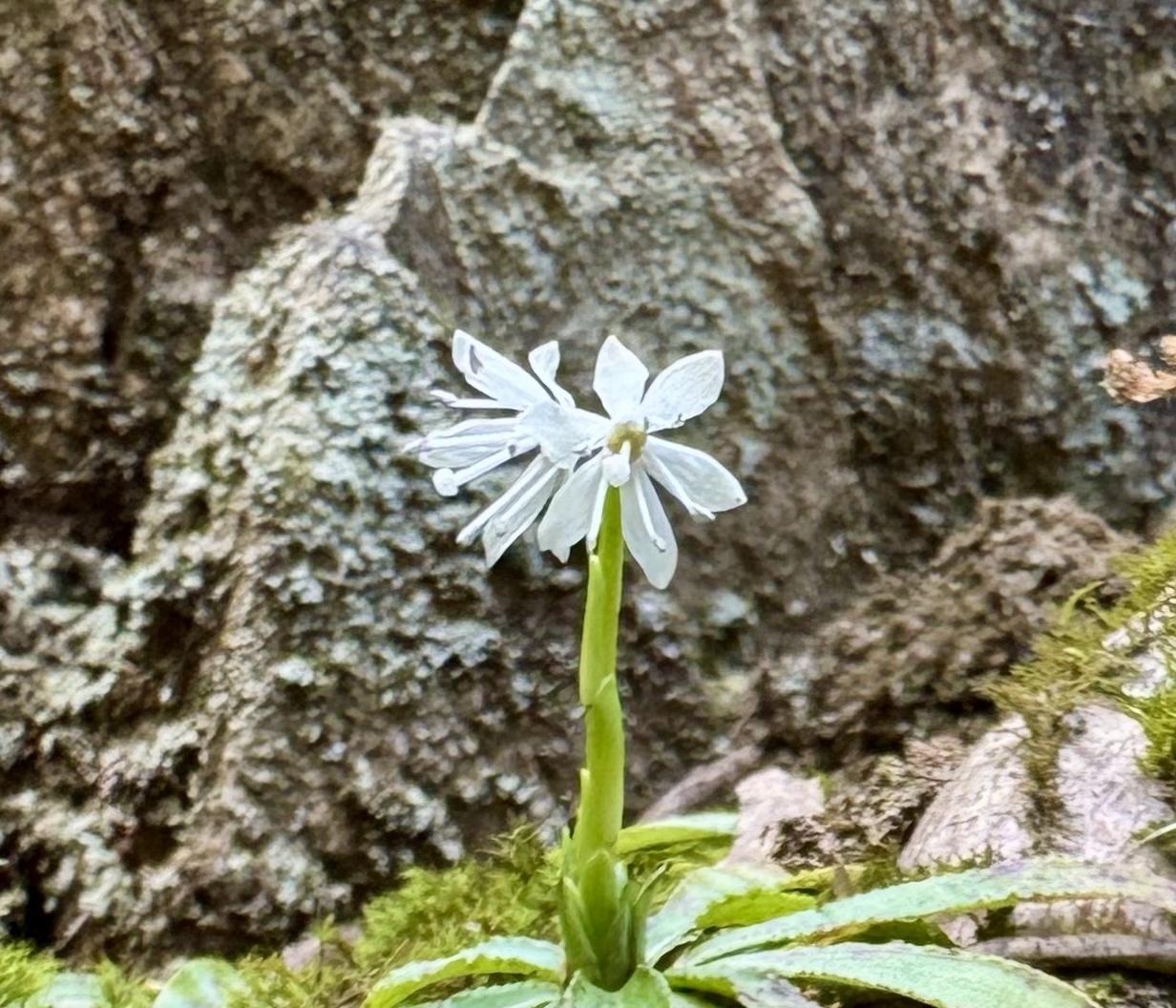 経ヶ峰 北笹岳から稲子山周回 / Bobさんの経ヶ峰の活動データ | YAMAP / ヤマップ