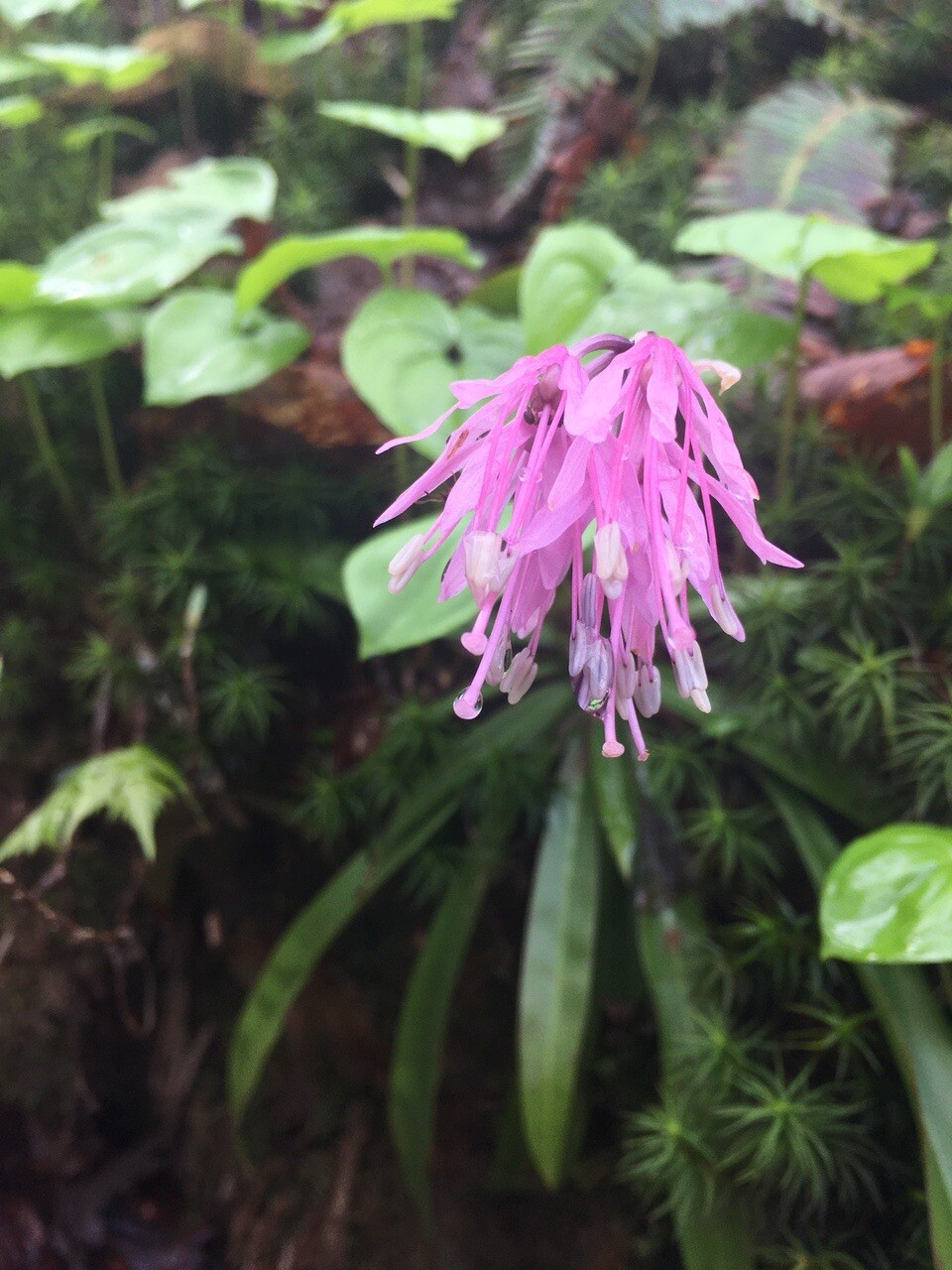 那須岳2日目 / tea003さんの茶臼岳（那須岳）・三本槍岳・赤面山の活動データ | YAMAP / ヤマップ