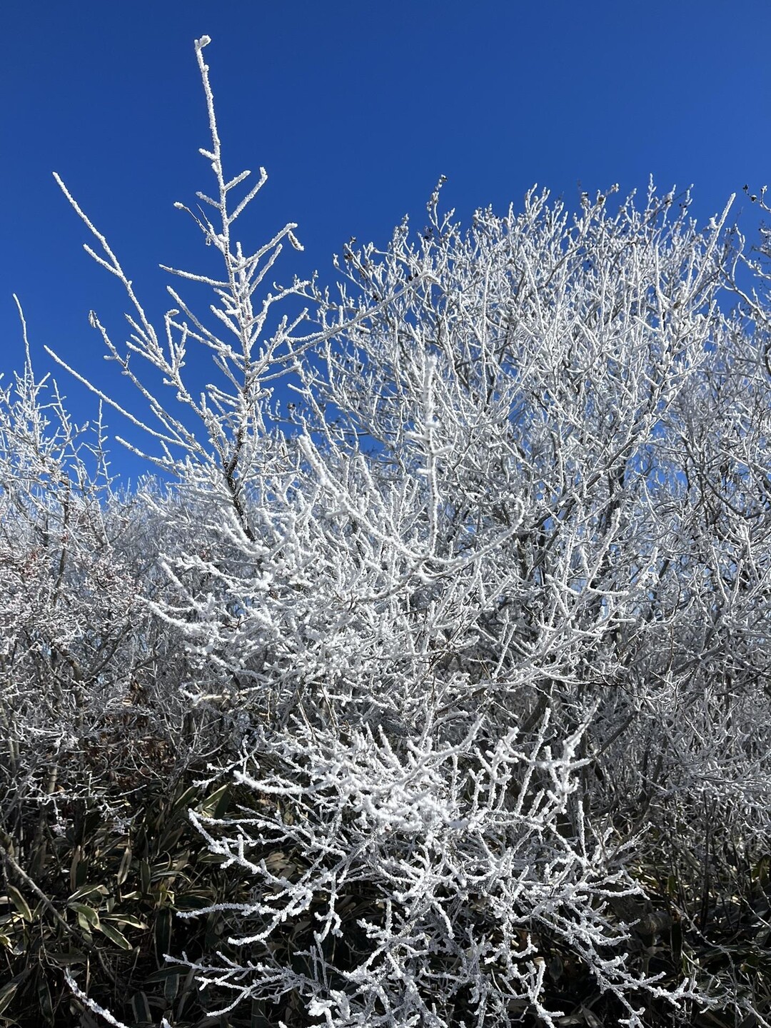 六甲山 / Jinさんの六甲山・長峰山・摩耶山の活動データ | YAMAP / ヤマップ