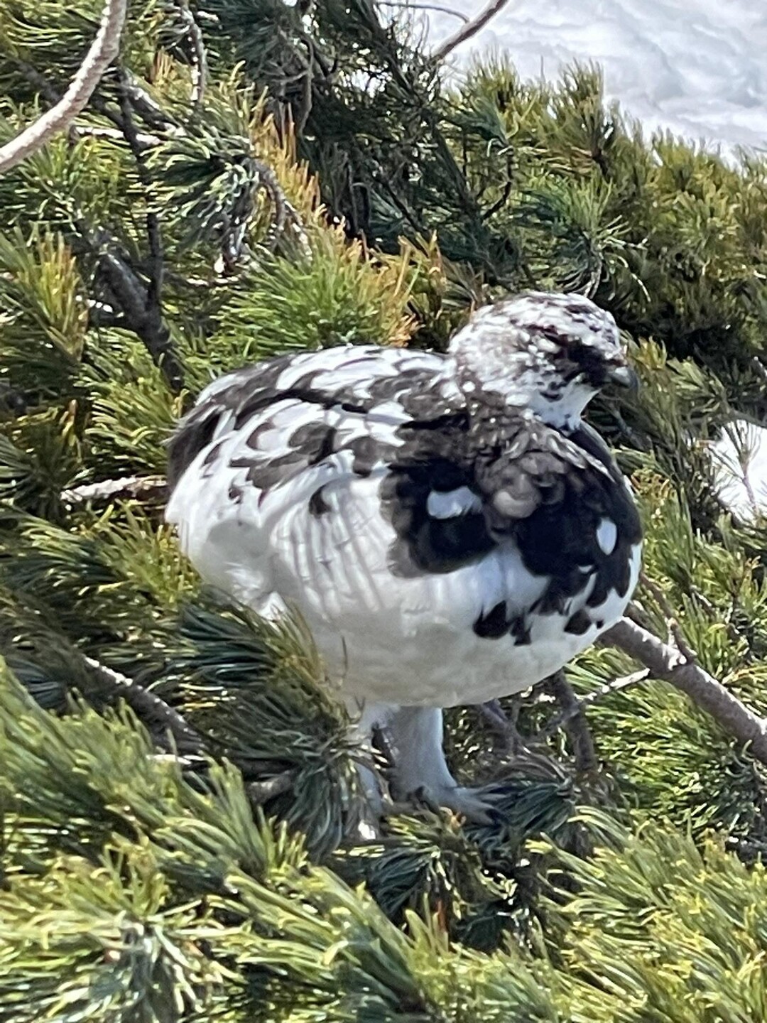 初めての立山は、息をのむ美しさでした😍 / mocaさんの立山・雄山・浄土山の活動データ | YAMAP / ヤマップ