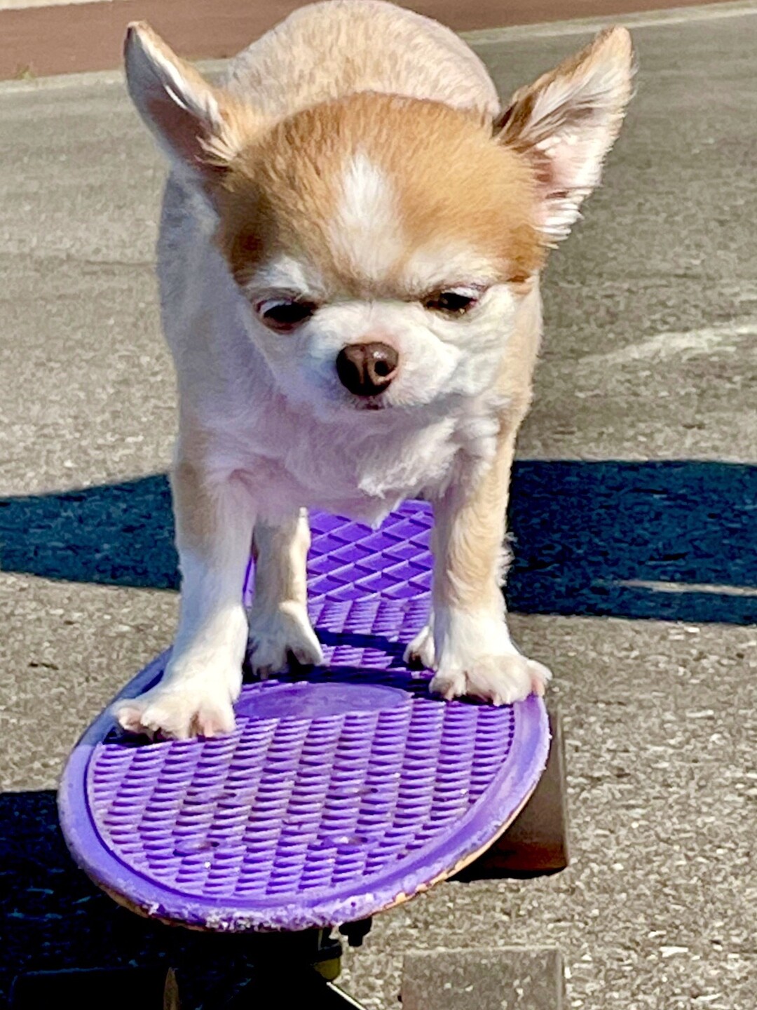 久しぶりに休みに家にいて 草刈りやらガ... / SHOさんのモーメント | YAMAP / ヤマップ