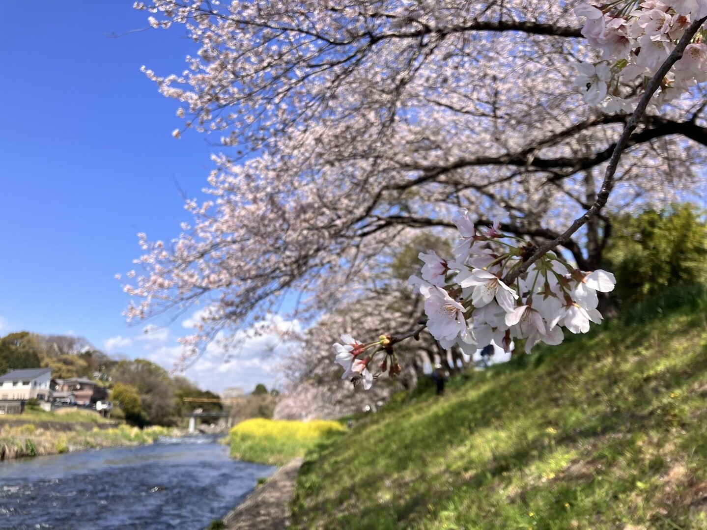 ちょっと散歩、その弐 桜を見に富士市の潤... / Lさんのモーメント | YAMAP / ヤマップ