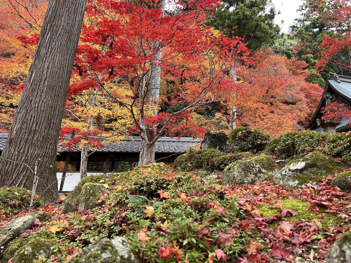 永源寺 / KOZO.Mさんのウォーキングの活動データ | YAMAP / ヤマップ