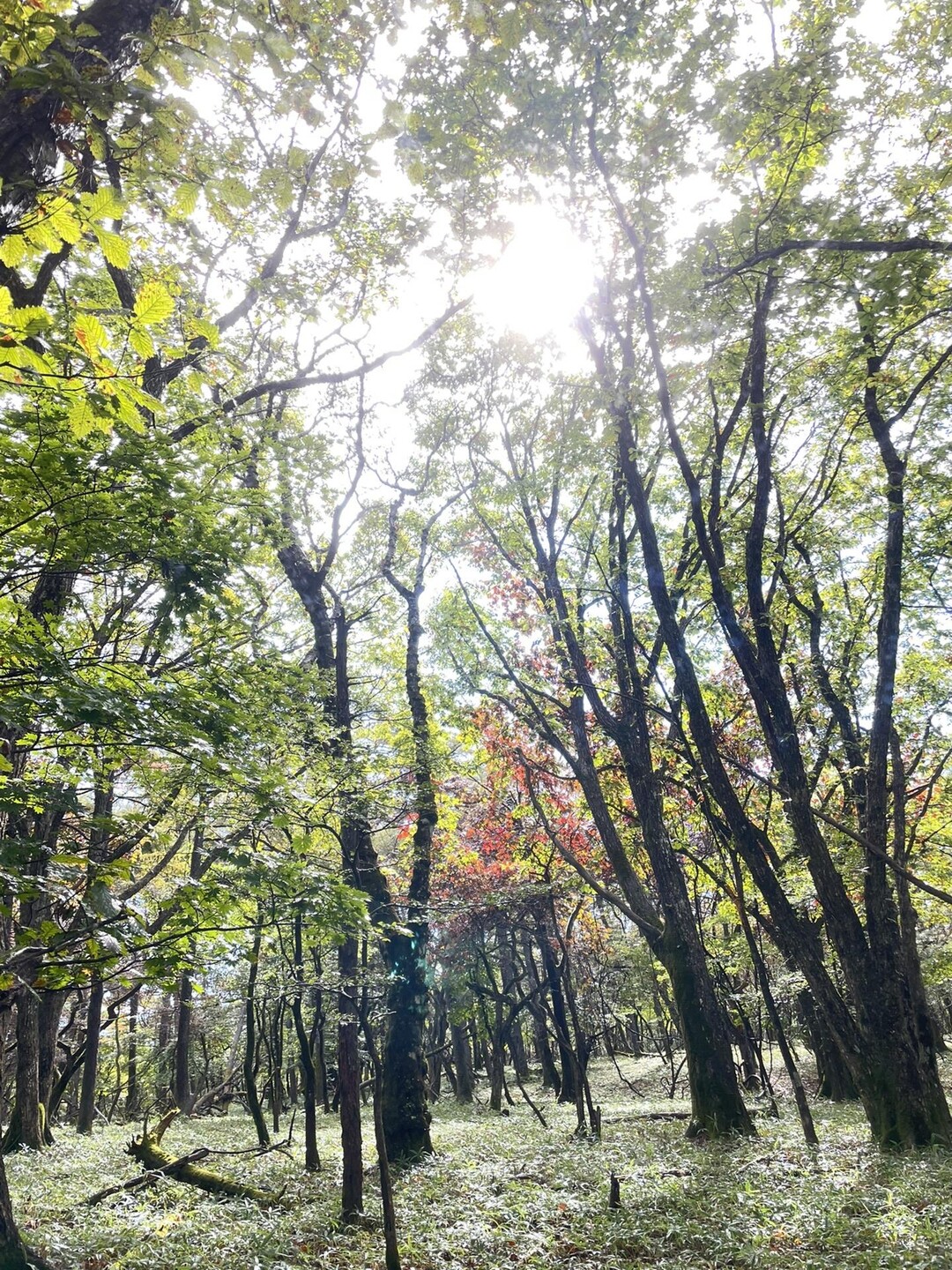 荒船山⛰（経塚山）『群馬の山に登ろう』 / HAMHAM21さんの浅間隠山・駒髪山・丸岩の活動データ | YAMAP / ヤマップ