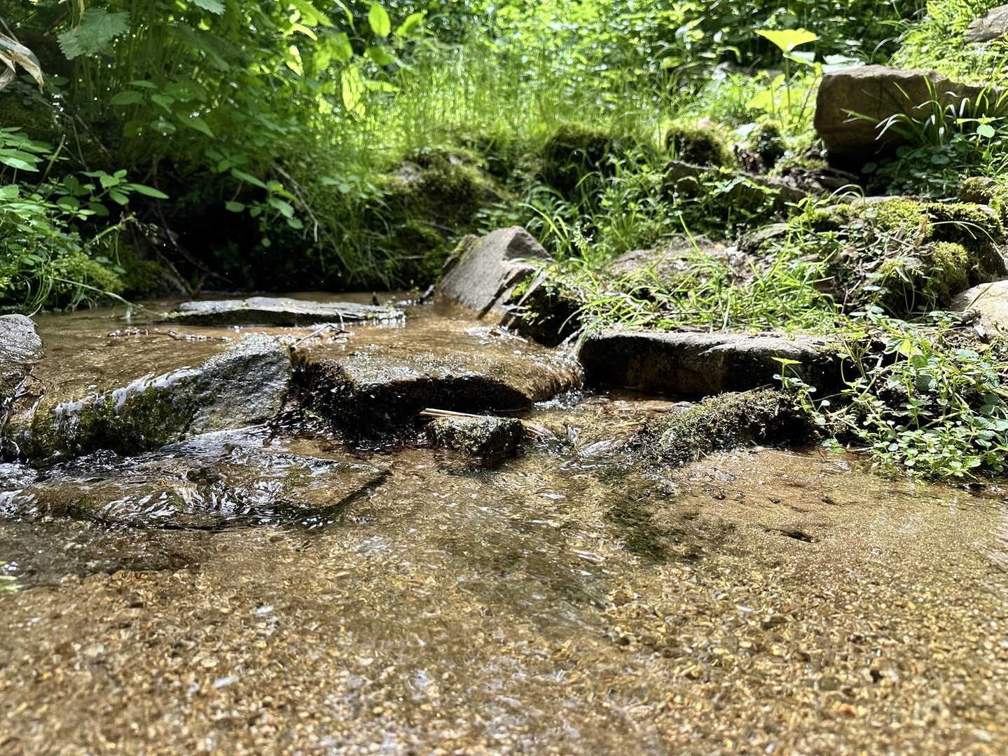 2024-06-30 オダッシュ山（尾田朱山） / TAKU-F26さんのオダッシュ山の活動データ | YAMAP / ヤマップ