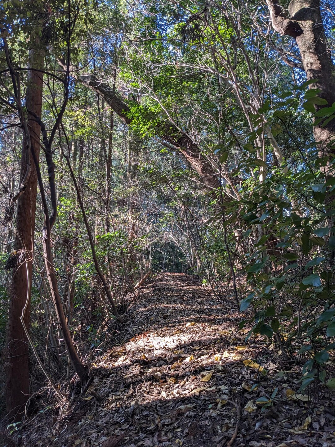 親水公園から温石周回ルート / mkhkさんの明星山・白金山の活動データ | YAMAP / ヤマップ