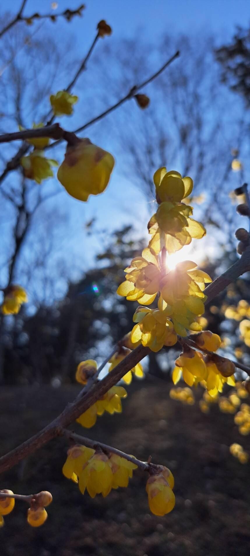 筑西市宮山公園で蝋梅が見頃です。 / w.miyukiさんのモーメント | YAMAP / ヤマップ