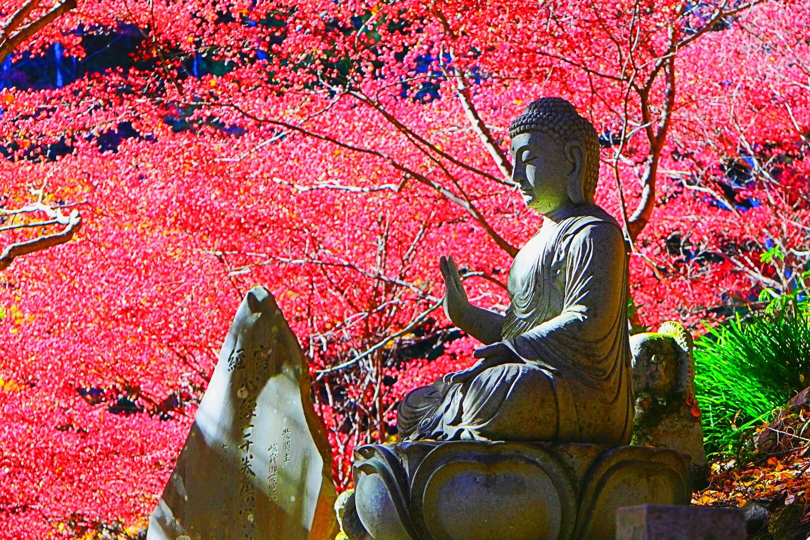 大山寺の石段紅葉は完全終了（枯葉） ⚠️色補正しました その他の場所はまだOK / アキチャン1491さんの大山の活動日記 | YAMAP / ヤマップ