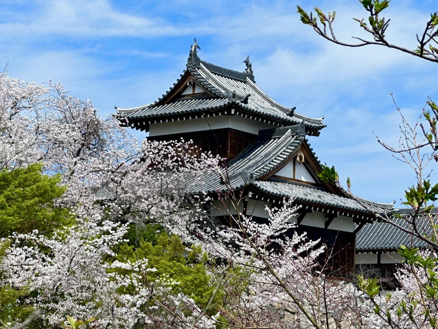 大和郡山城🏯桜祭り🌸 / nataiさんのウォーキングの活動データ | YAMAP / ヤマップ