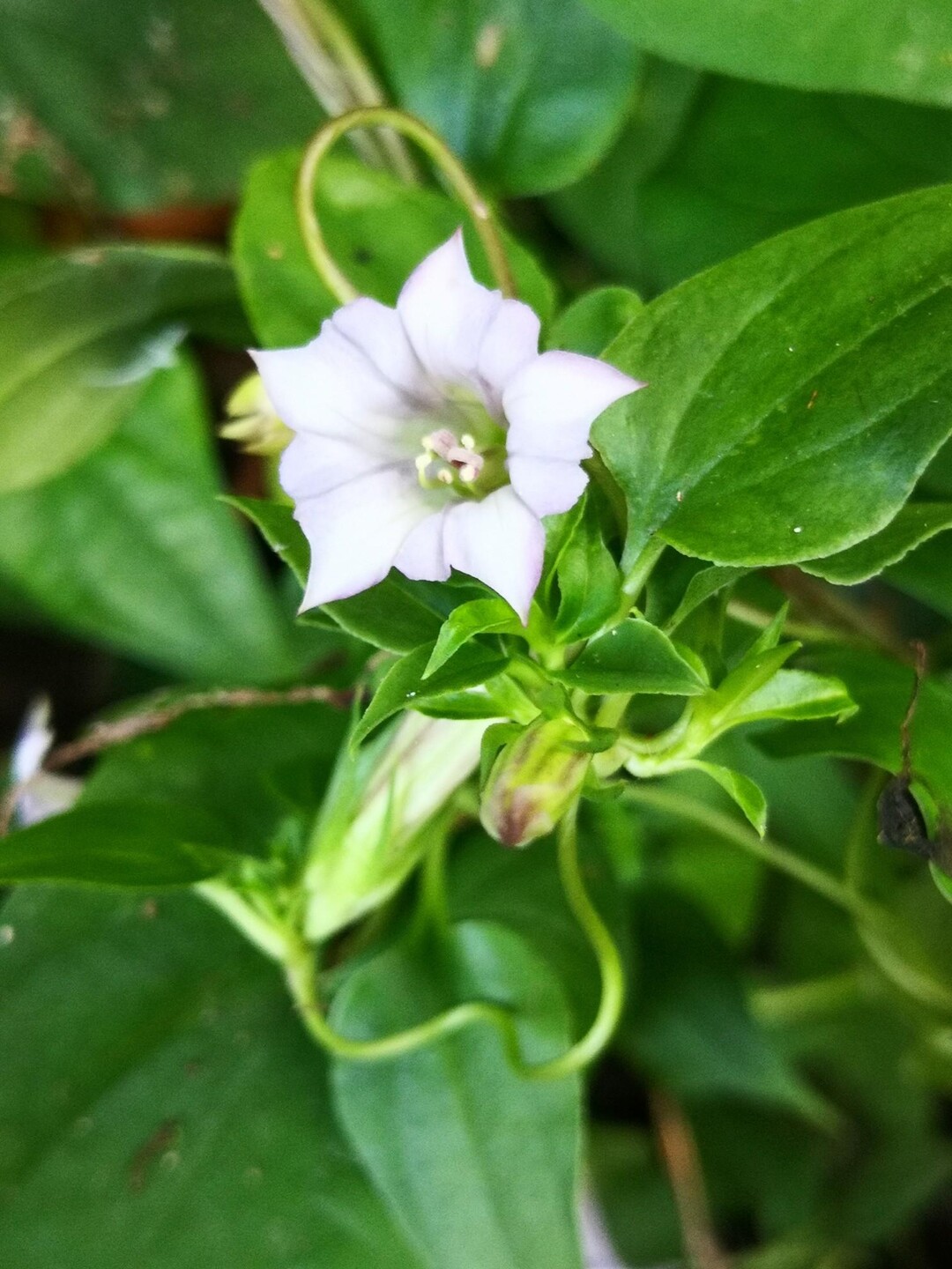 荒神山 / yoyoさんの荒神山の活動データ | YAMAP / ヤマップ