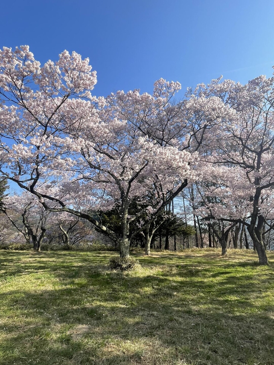高遠城址の桜🌸が良いよ って聞いた事あ... / hi-kingさんのモーメント | YAMAP / ヤマップ