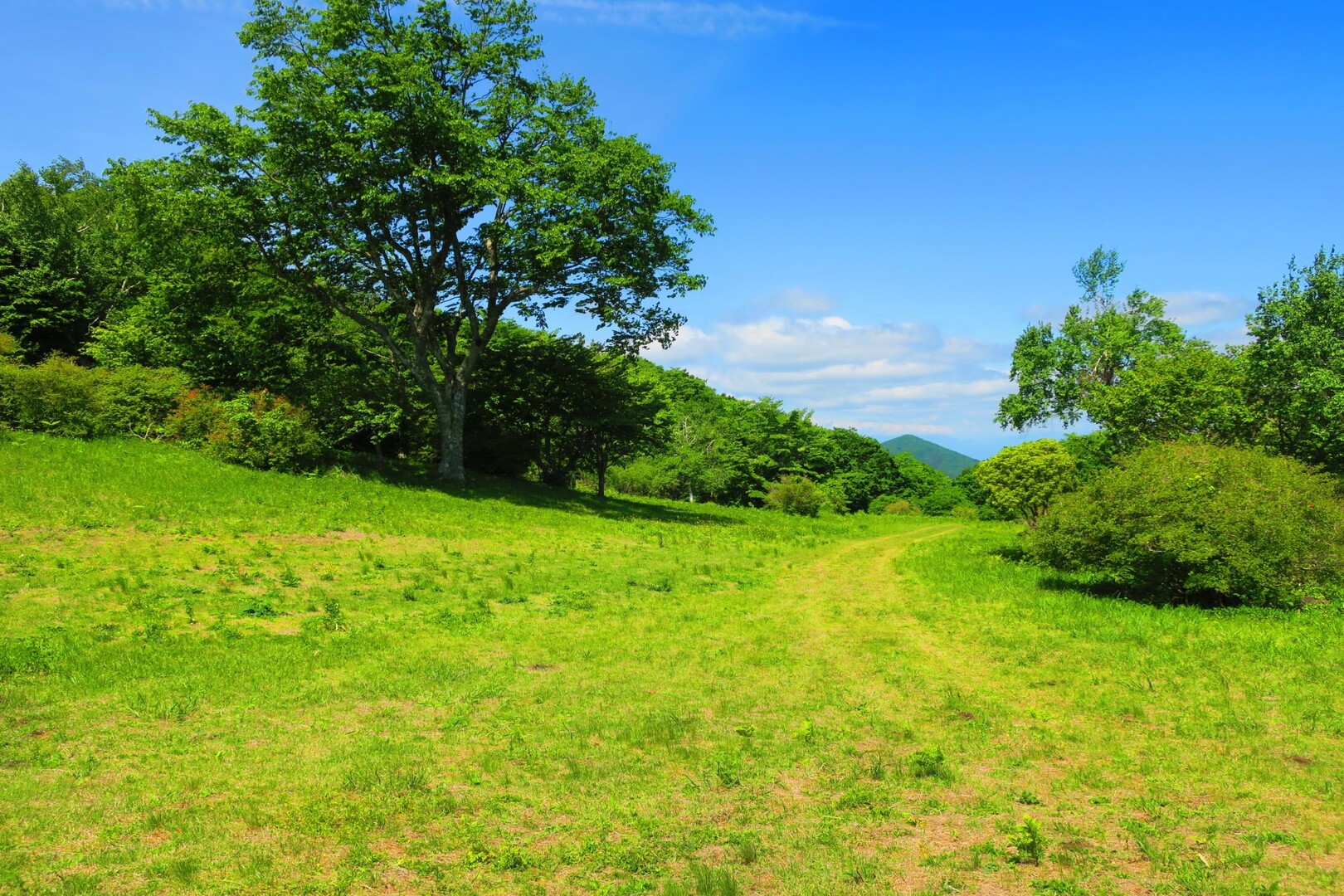 爽やかな‼️五十人山 / kumasakiさんの五十人山の活動データ | YAMAP / ヤマップ