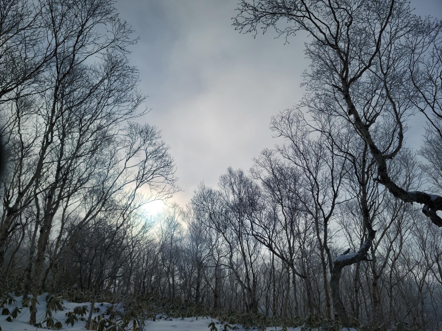 【日本百名山】根子岳・四阿山・中四阿・小四阿 / j.jack02さんの四阿山・根子岳の活動データ | YAMAP / ヤマップ