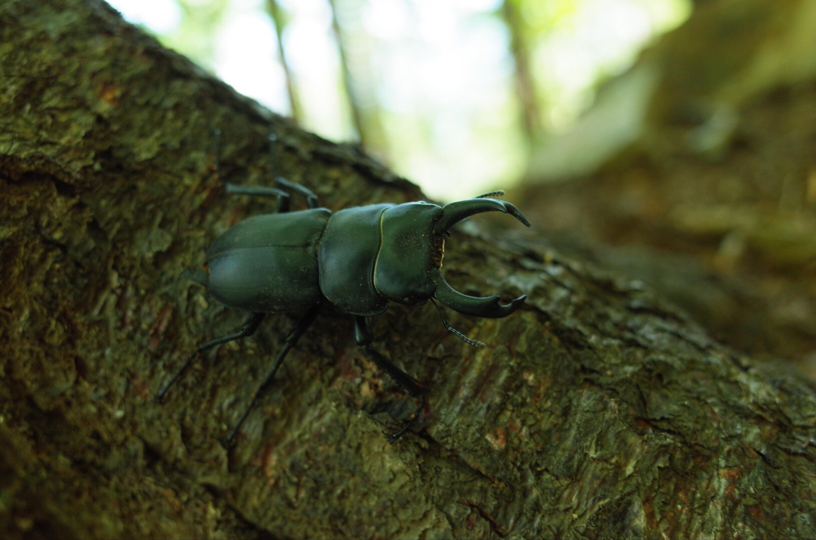 甲武信ヶ岳～三宝山 ※日本百名山39座目 ※埼玉県最高峰 / Bluewindさんの甲武信ヶ岳の活動データ | YAMAP / ヤマップ
