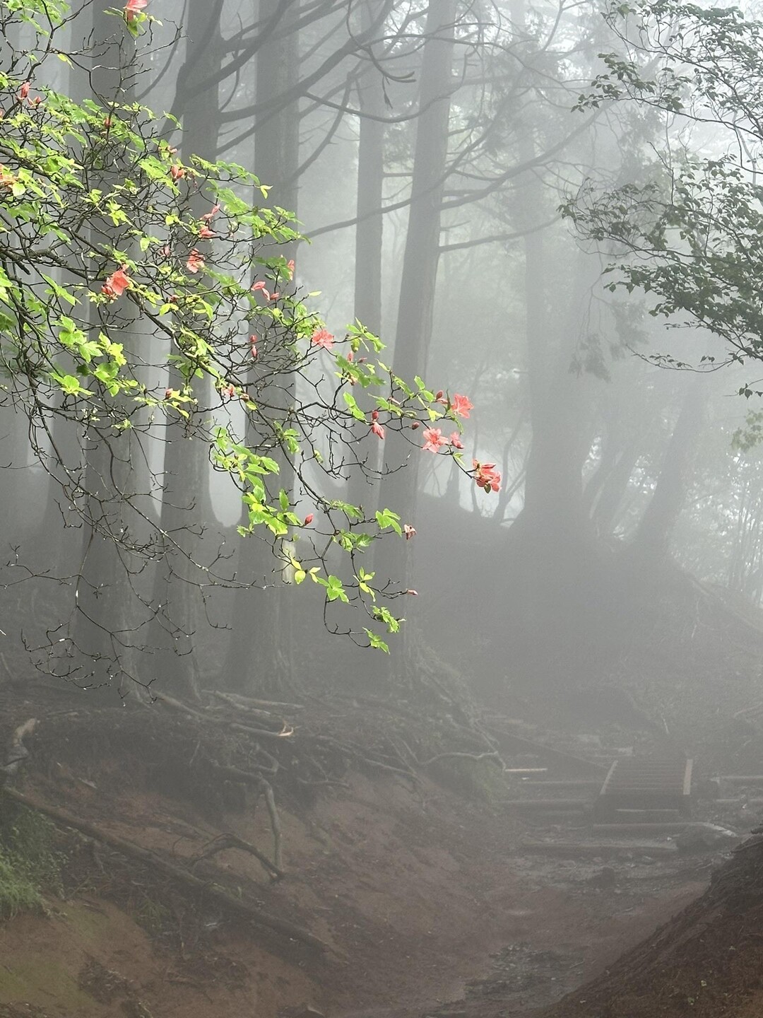 大山111⛰️ / cha_chan109さんの大山の活動日記 | YAMAP / ヤマップ