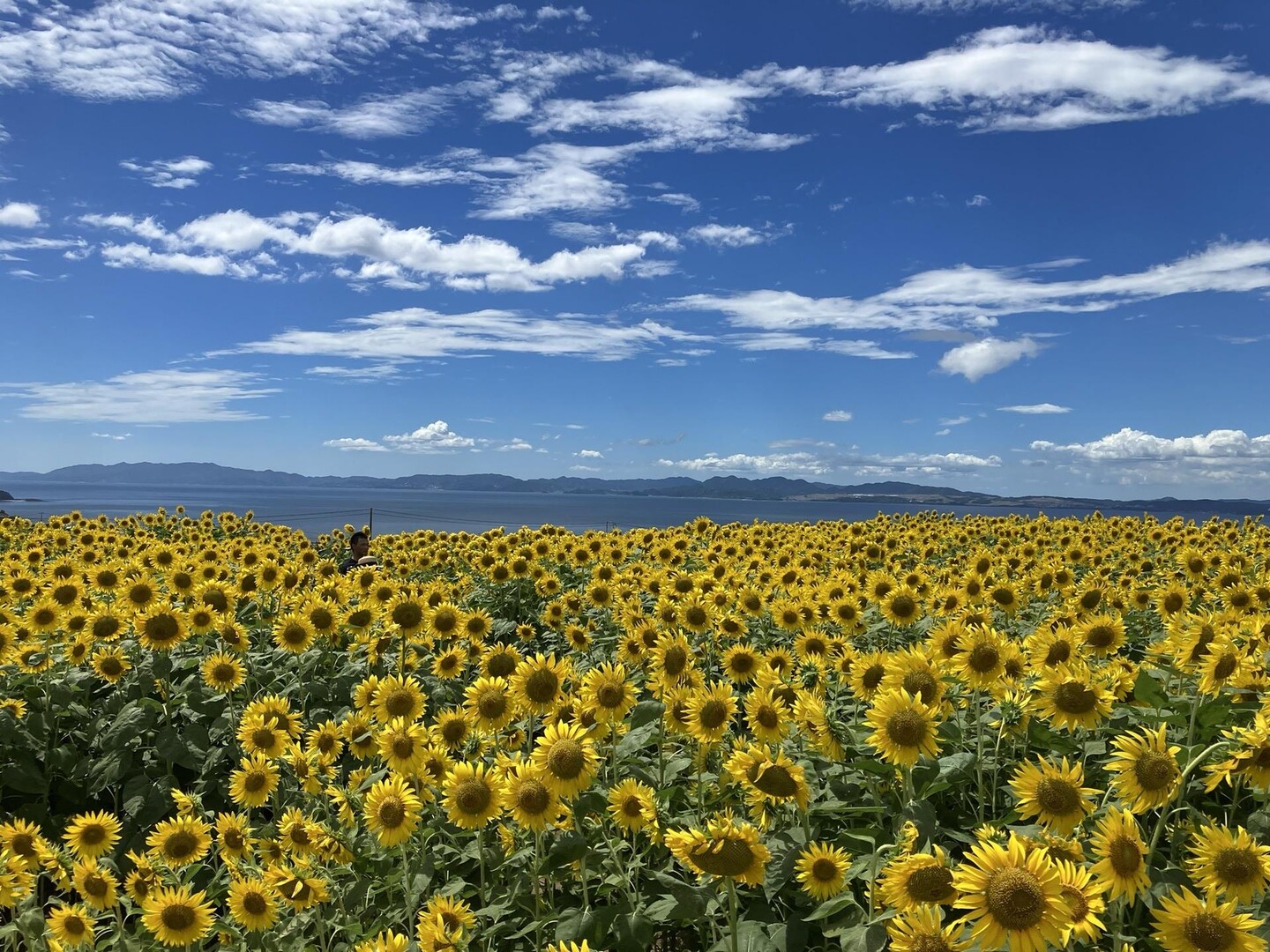 場所:雲仙市小浜町 ひまわりの迷路 昨... / Ryuさんのモーメント | YAMAP / ヤマップ
