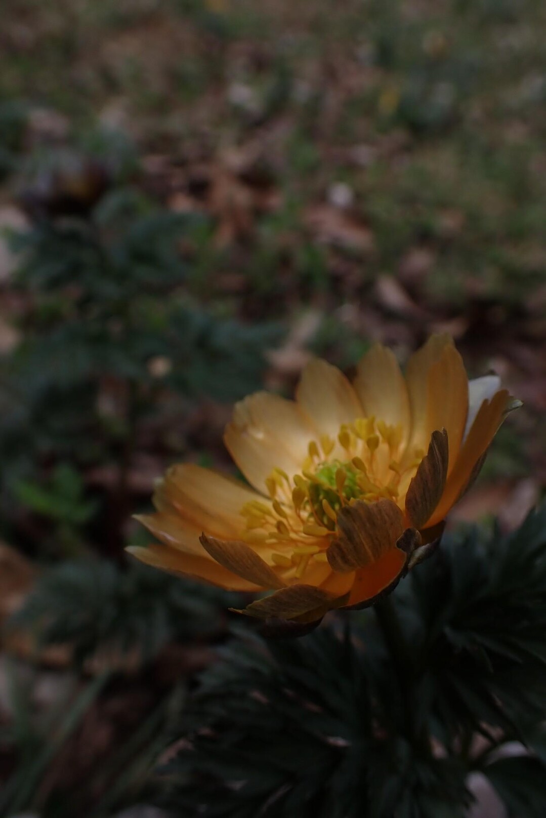 簑山・稲穂山と秩父紅 / sarryさんの簑山の活動データ | YAMAP / ヤマップ