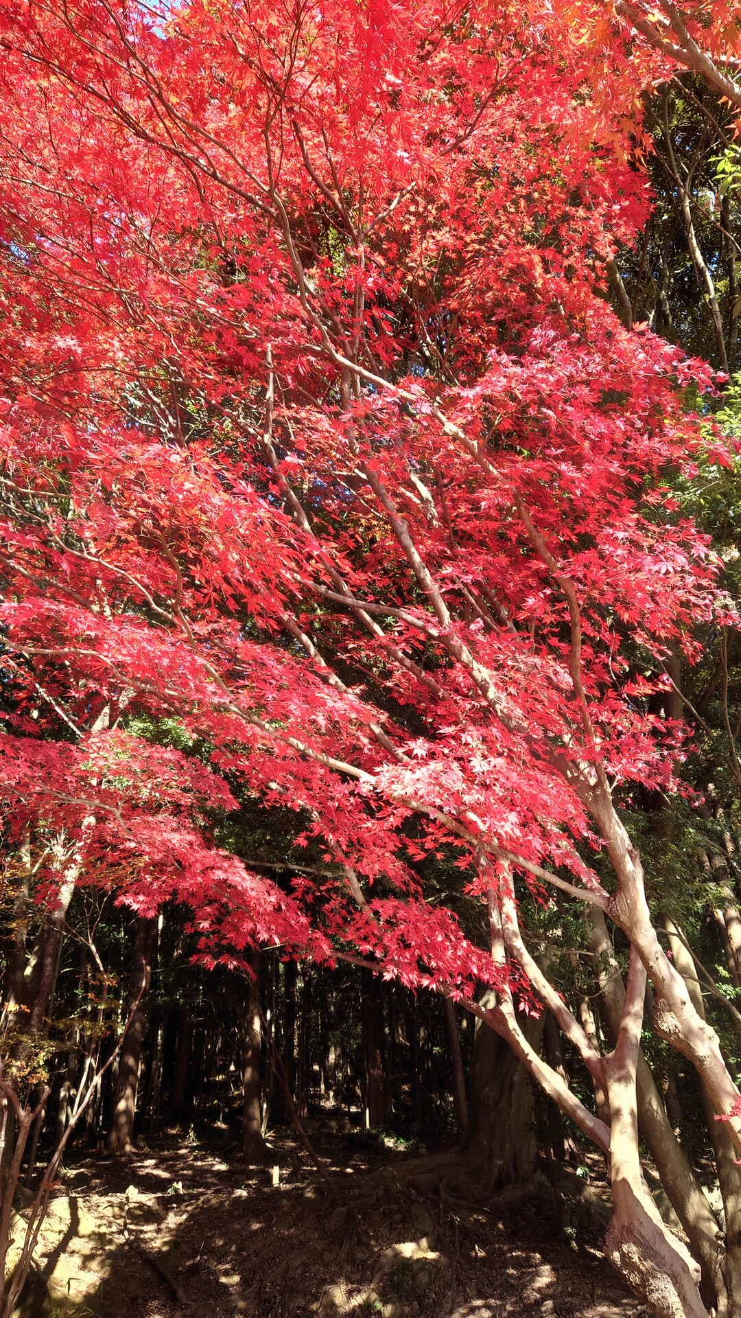 小町山・鬼越山・宝篋山 / Dex-PAさんの宝篋山・富岡山の活動データ | YAMAP / ヤマップ