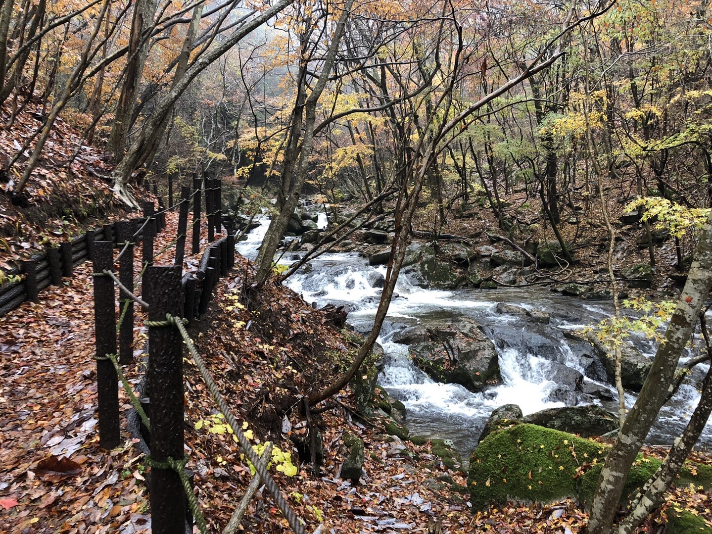 山頂の蕎麦と四十八滝🍁へ！滝川渓谷-2019-11-24 / YaMaPeeさんの滝川渓谷の活動データ | YAMAP / ヤマップ